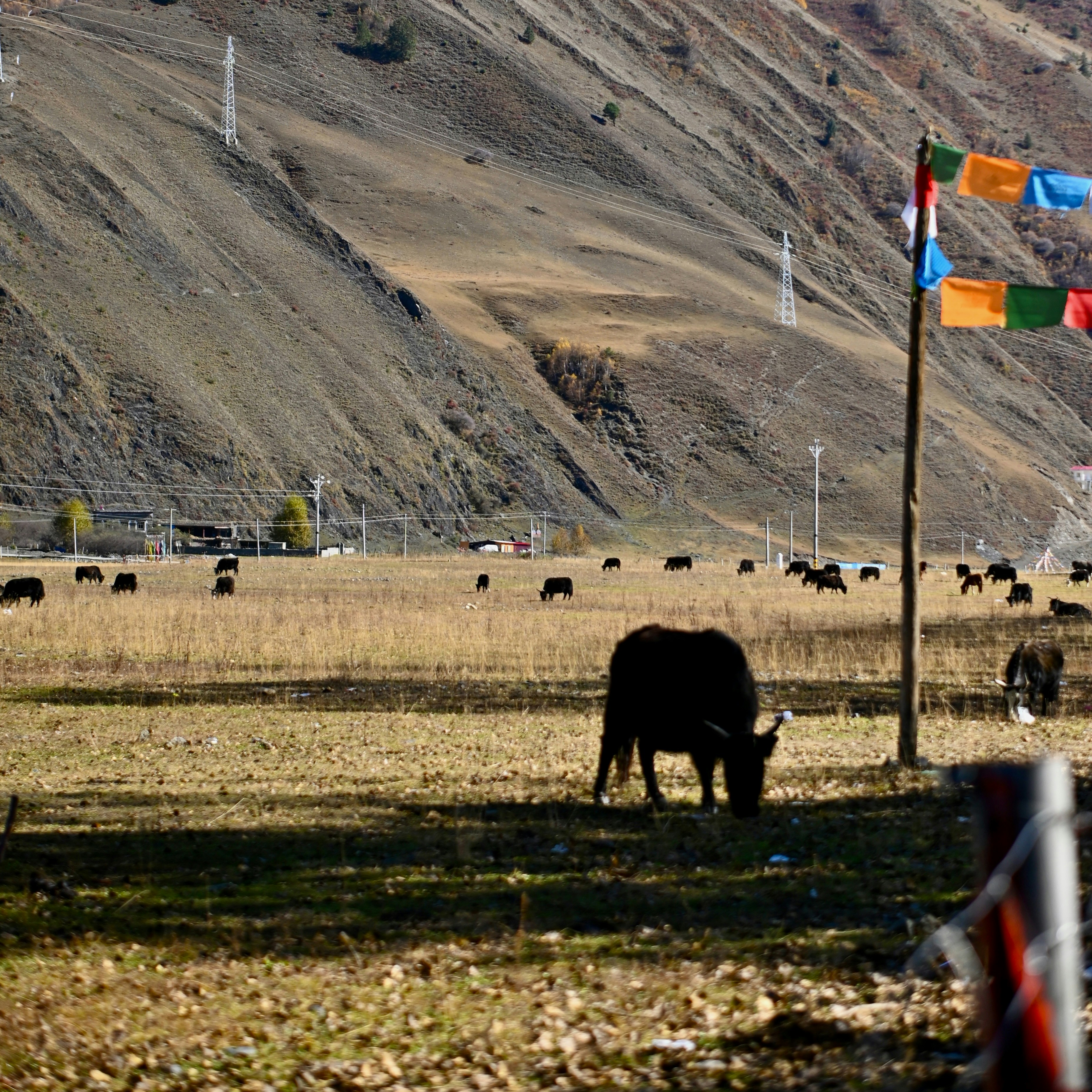 Grazing Bulls Beneath Colorful Prayer Flags in a Mountain Valley