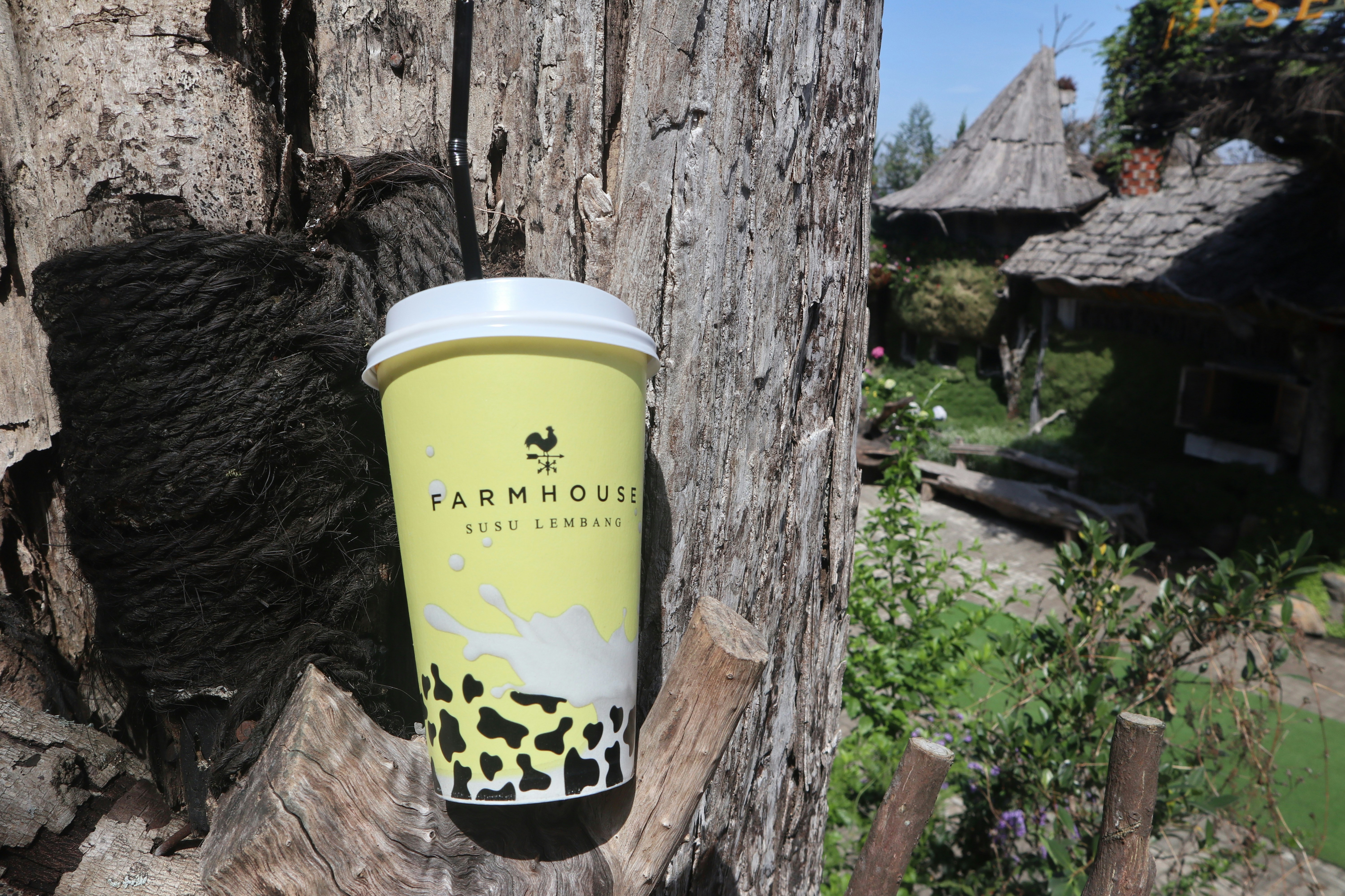 Farmhouse Cup Clinging to a Weathered Trunk in a Rustic Village Scene