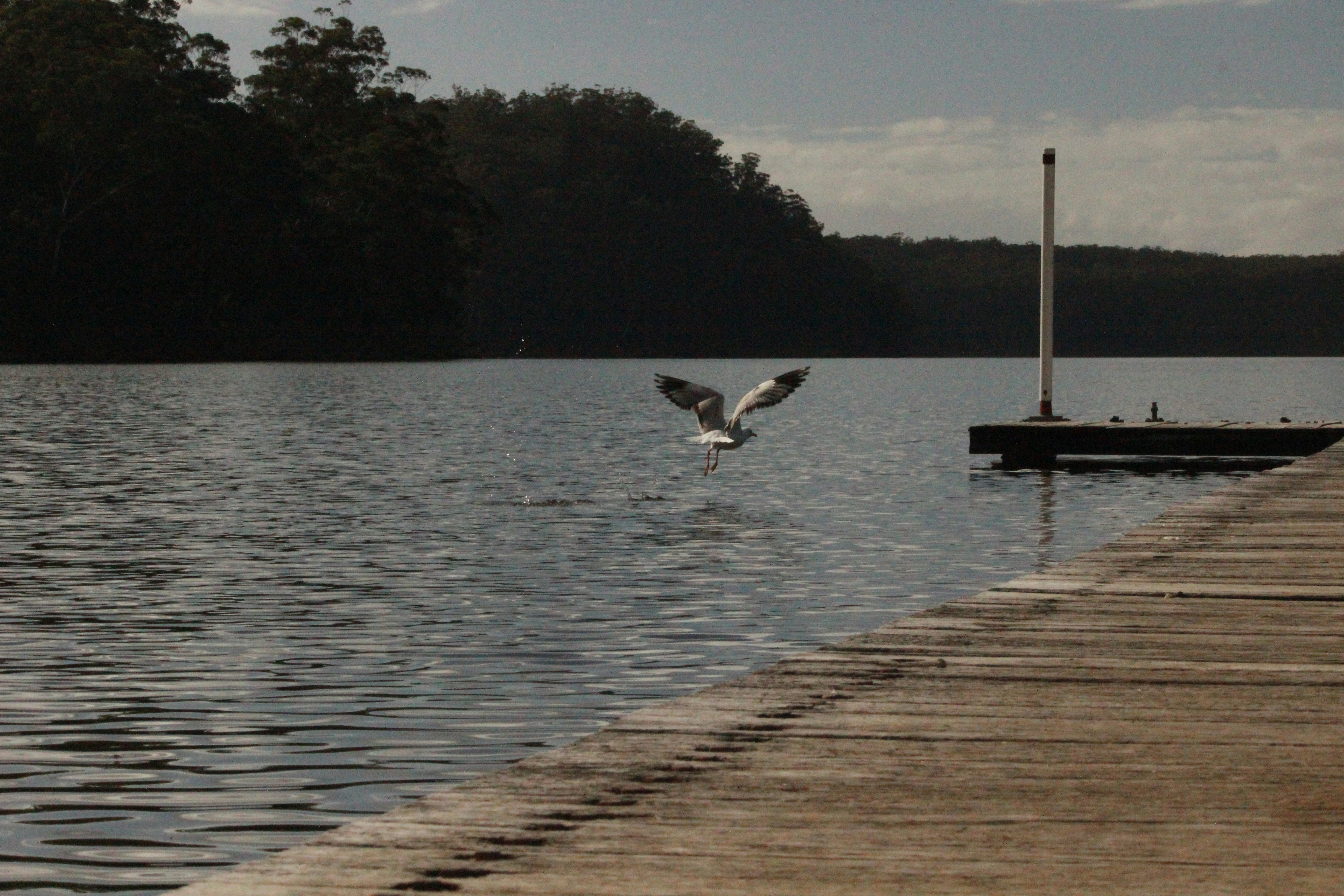 Wingbeat Over a Quiet Lakeside Dock