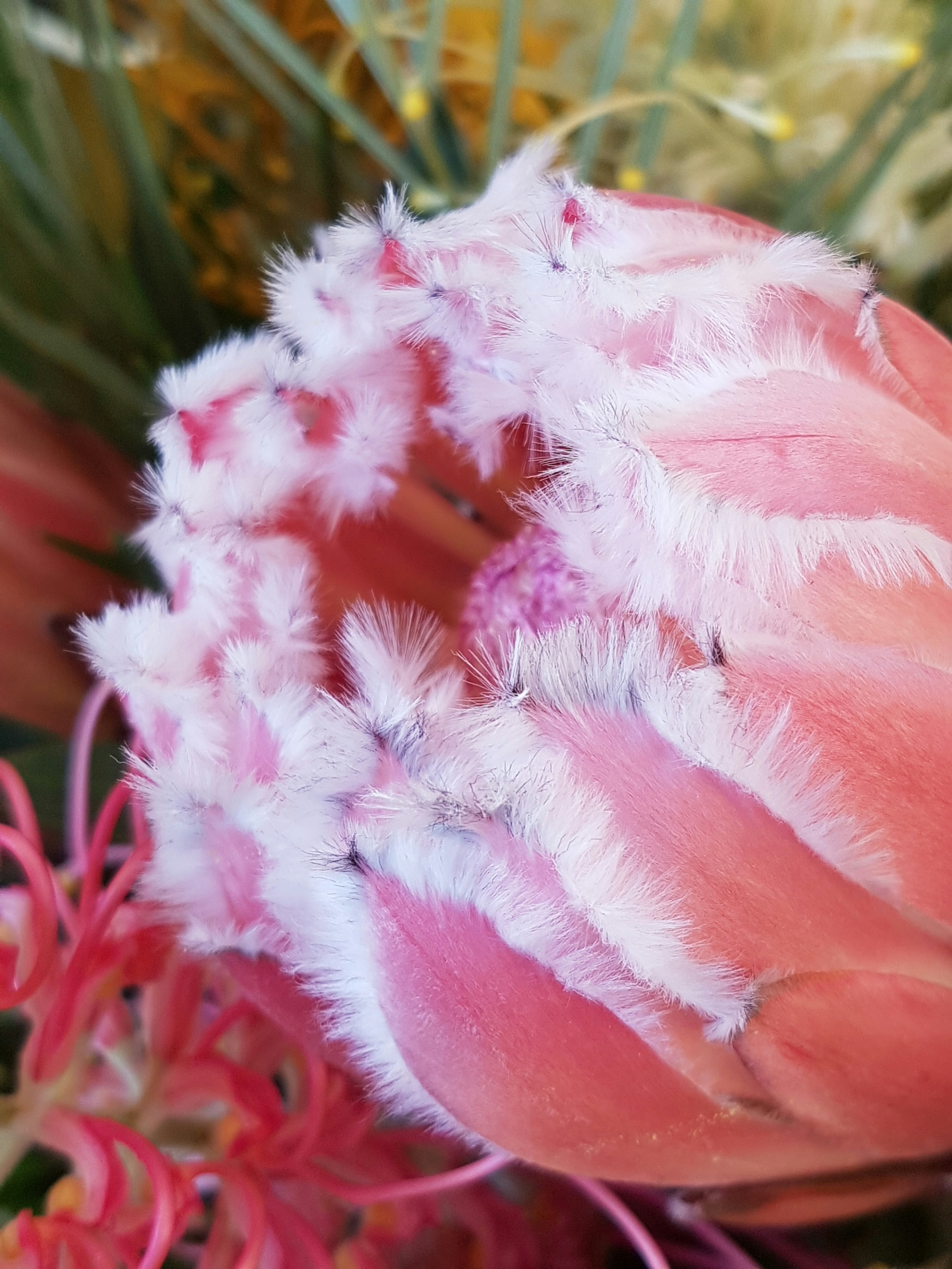 Feathered Pink Bloom: A Close-Up of Velvet Petals