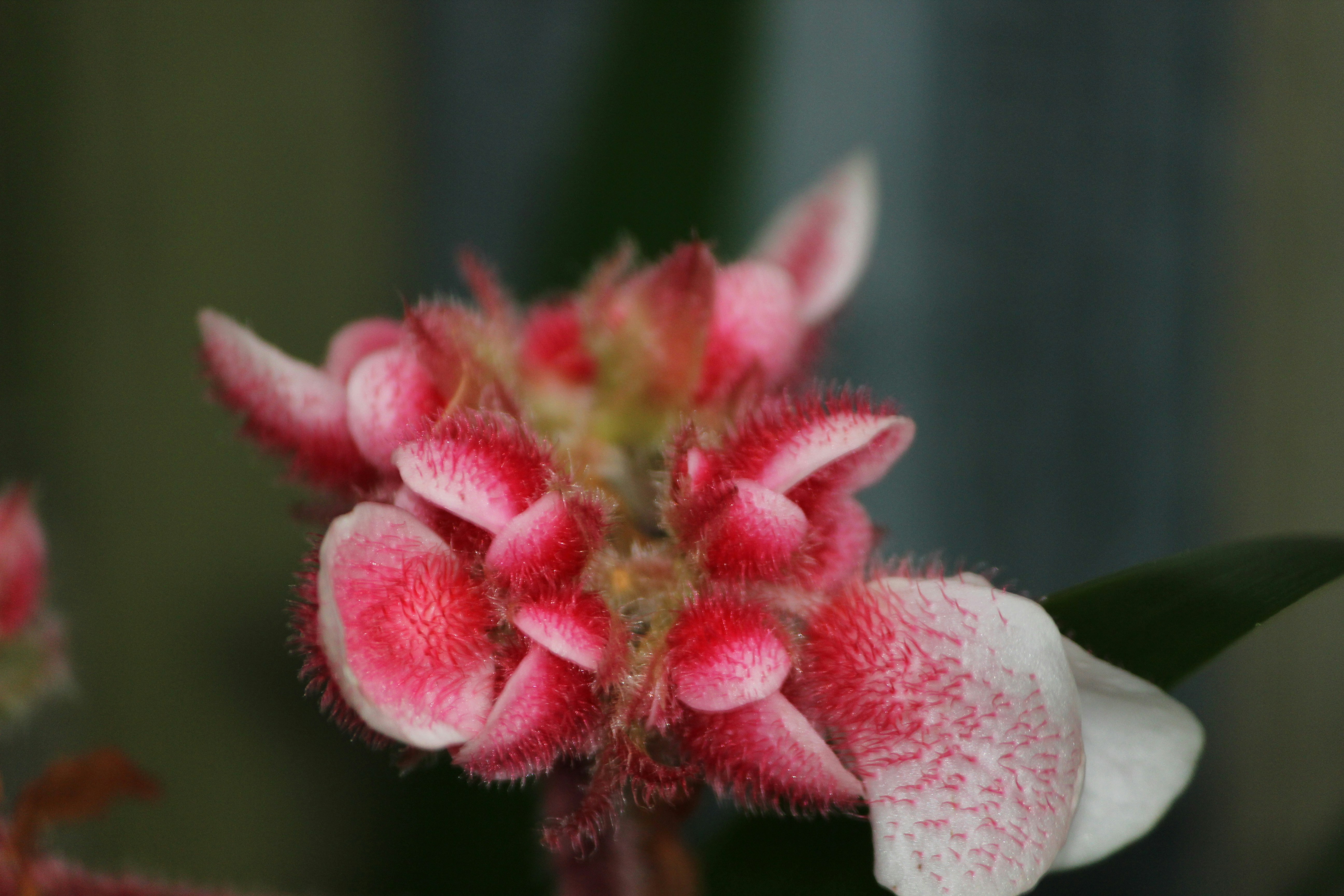 Velvet Pink Cluster: A Macro Portrait of Fuzzy Petals