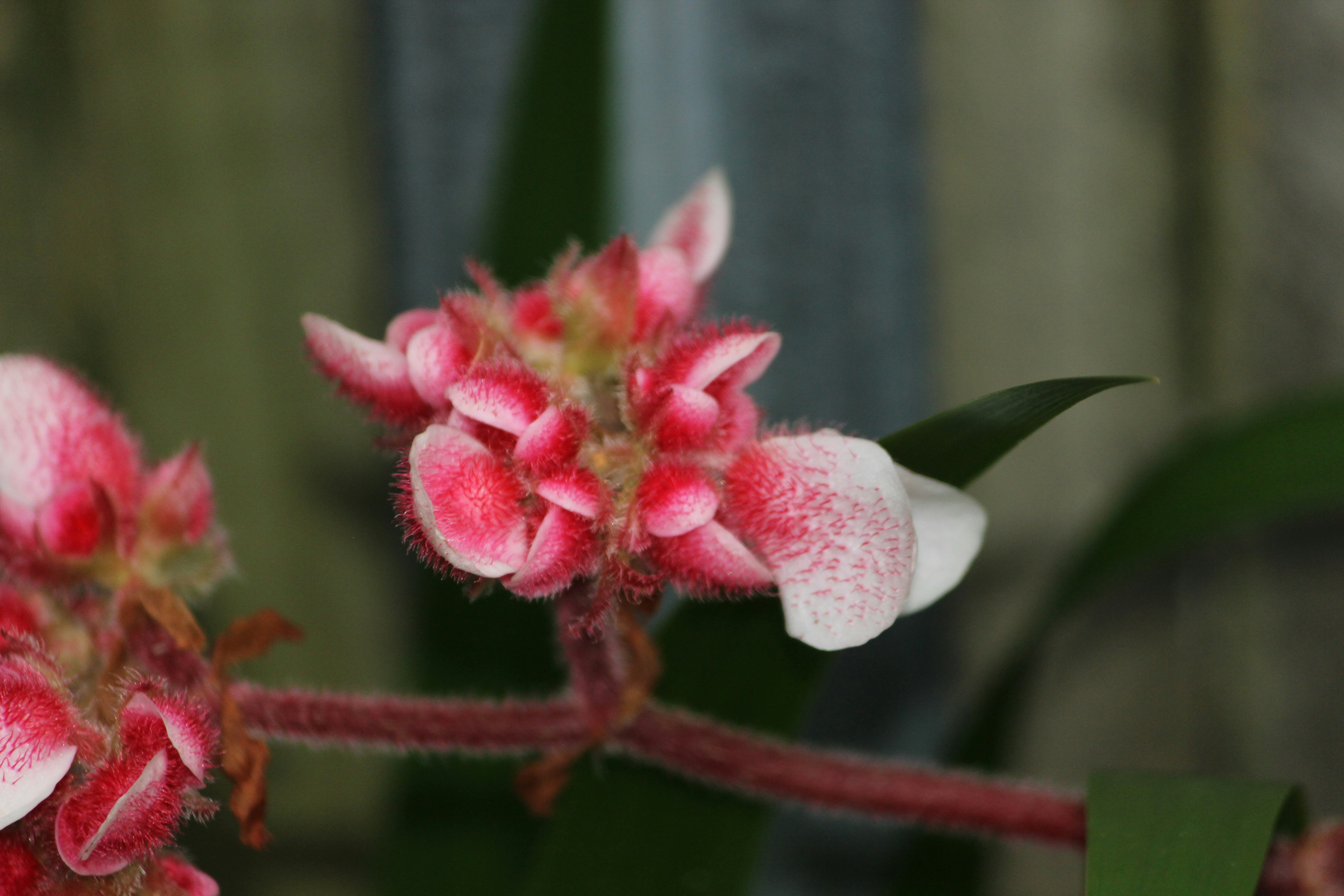 Velvet-pink blossoms cling to a hairy stem in soft garden light