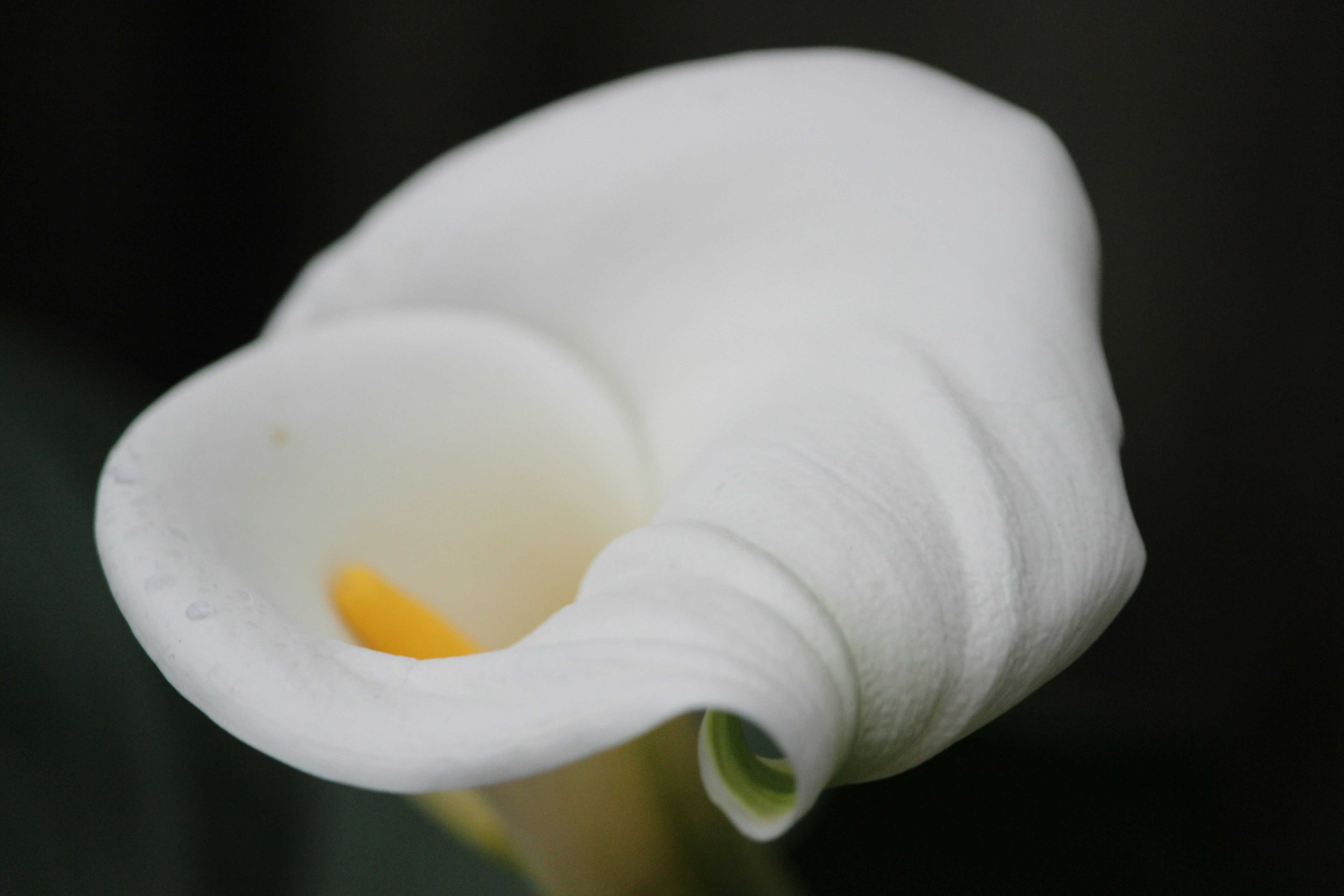 Ivory Curl: A Calla Lily Emerges from Velvet Darkness