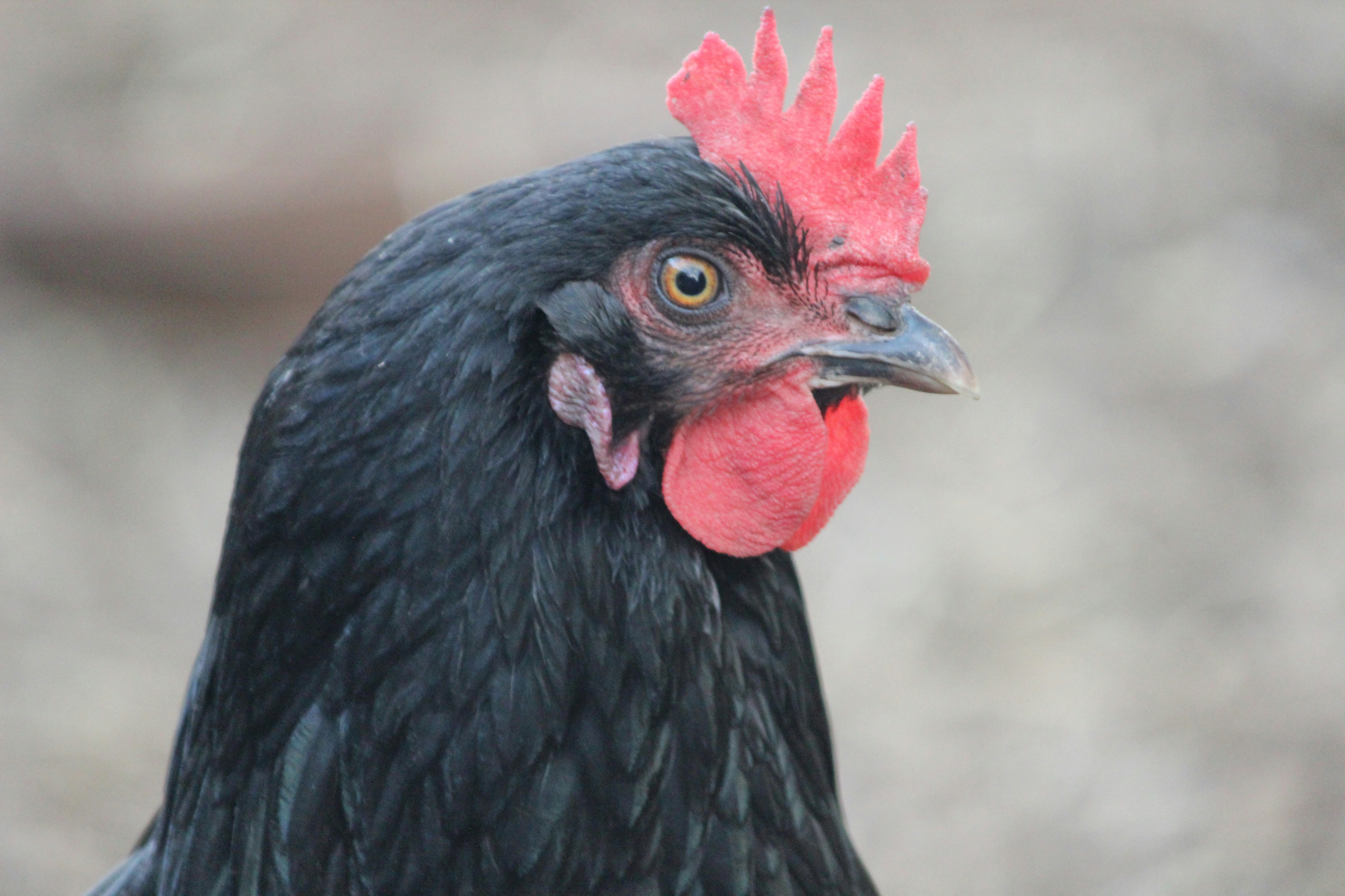 A close up of a black chicken with a red comb photo – Free Chickens ...