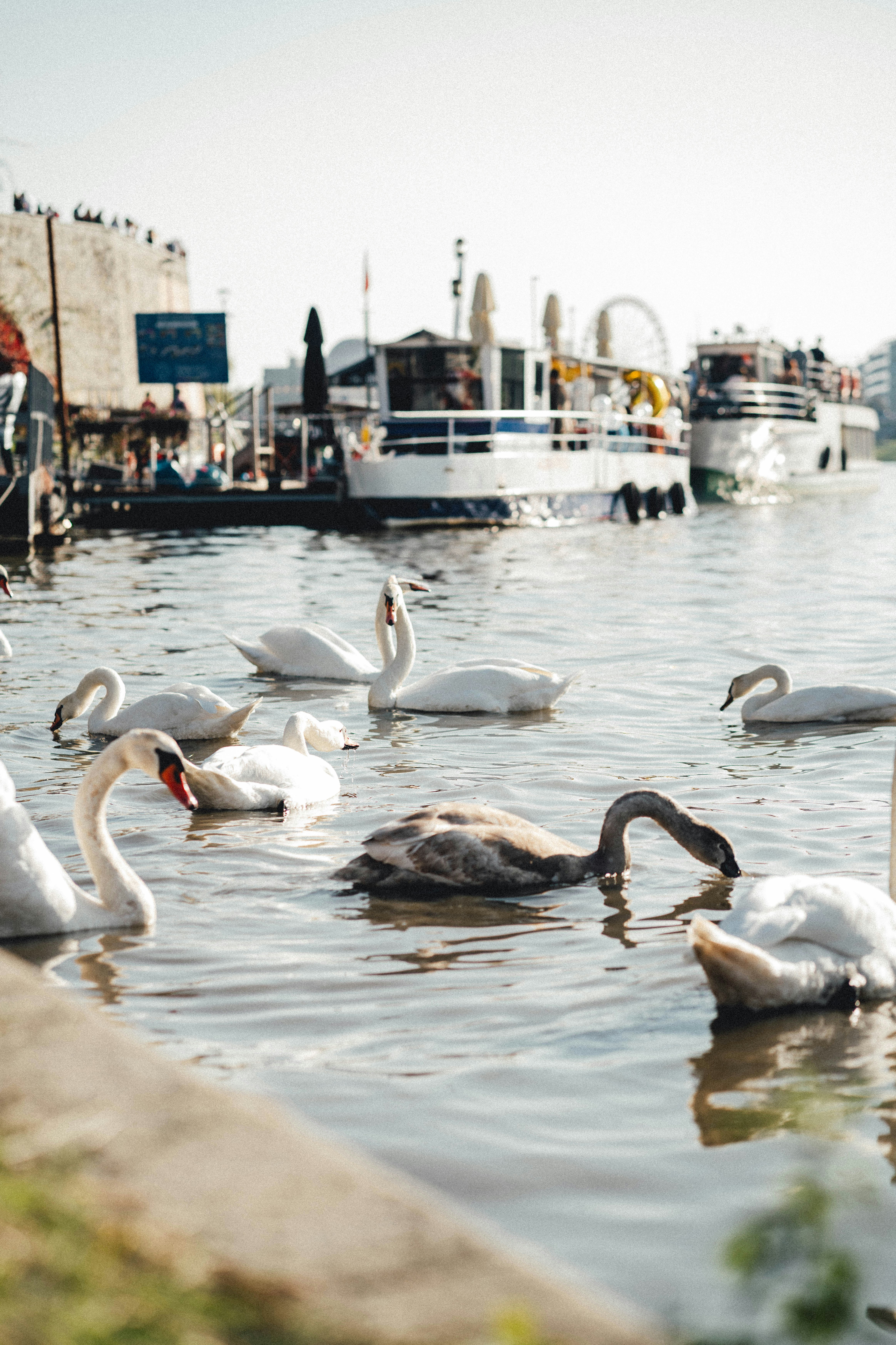 Dark Swan at the Quay: A Quiet Parade of White on Sunlit Harbor