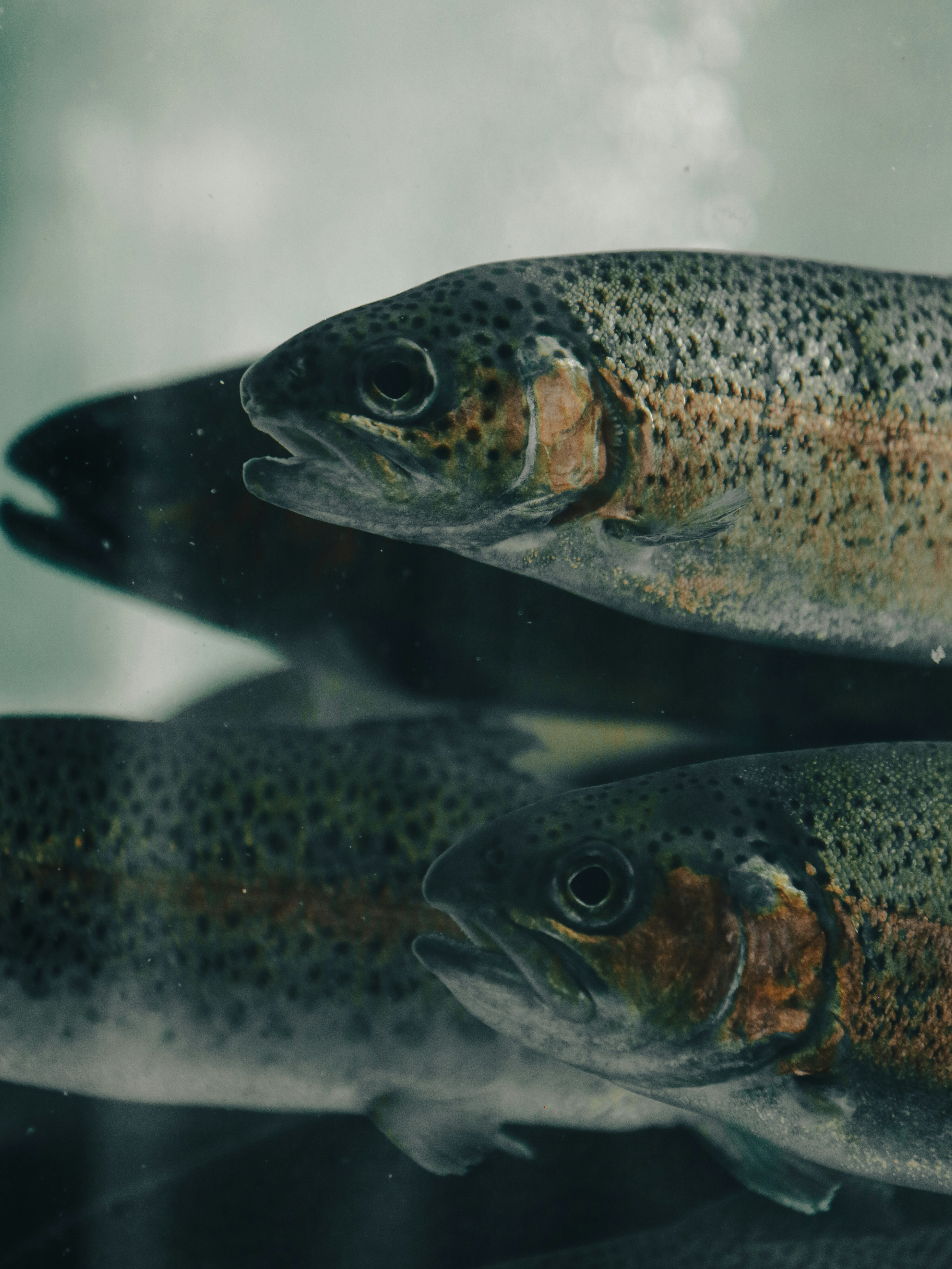 A group of fish floating on top of a body of water