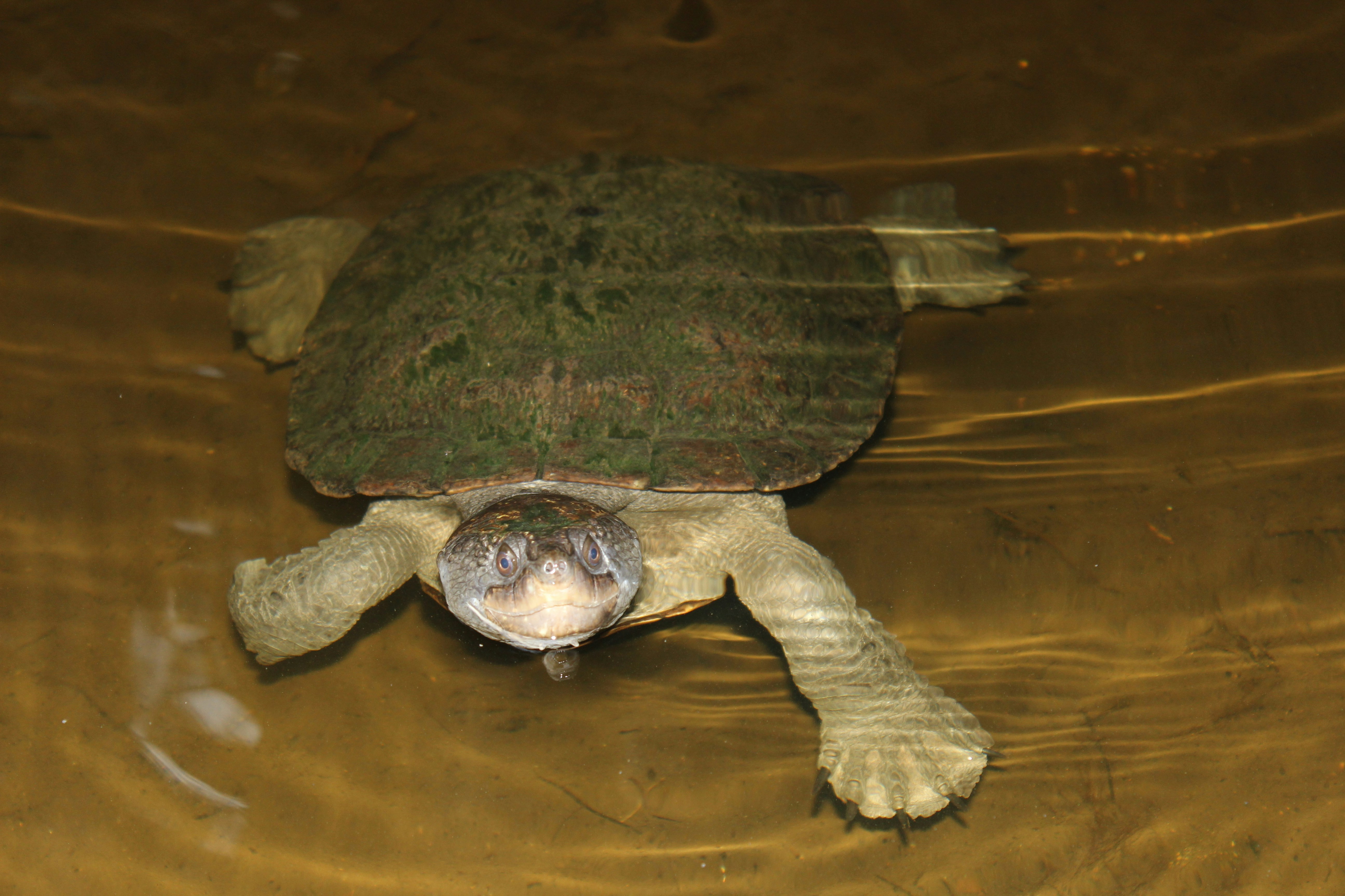 A small turtle swimming on top of a body of water