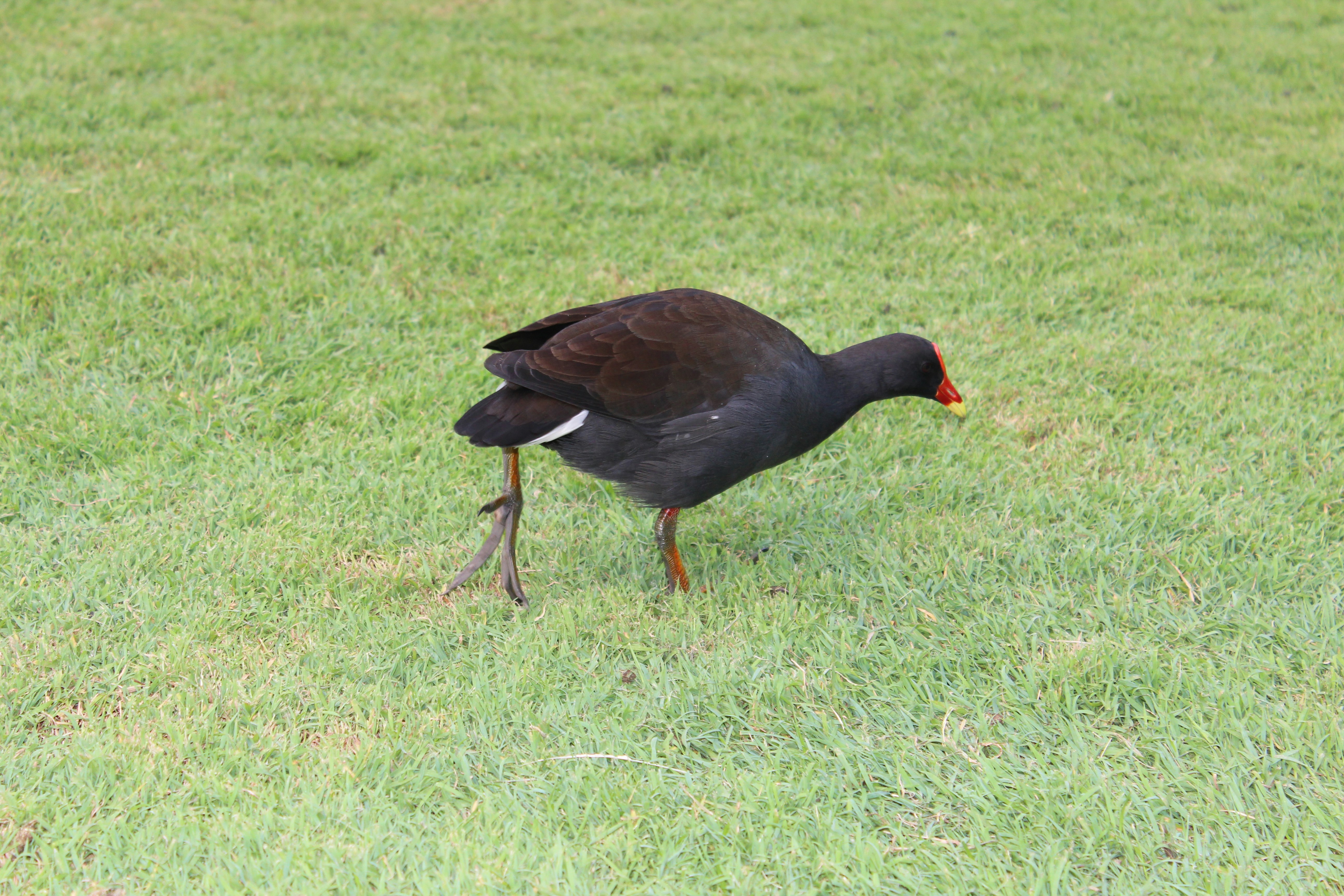 Red-Beaked Moorhen Treading a Quiet Green Stage