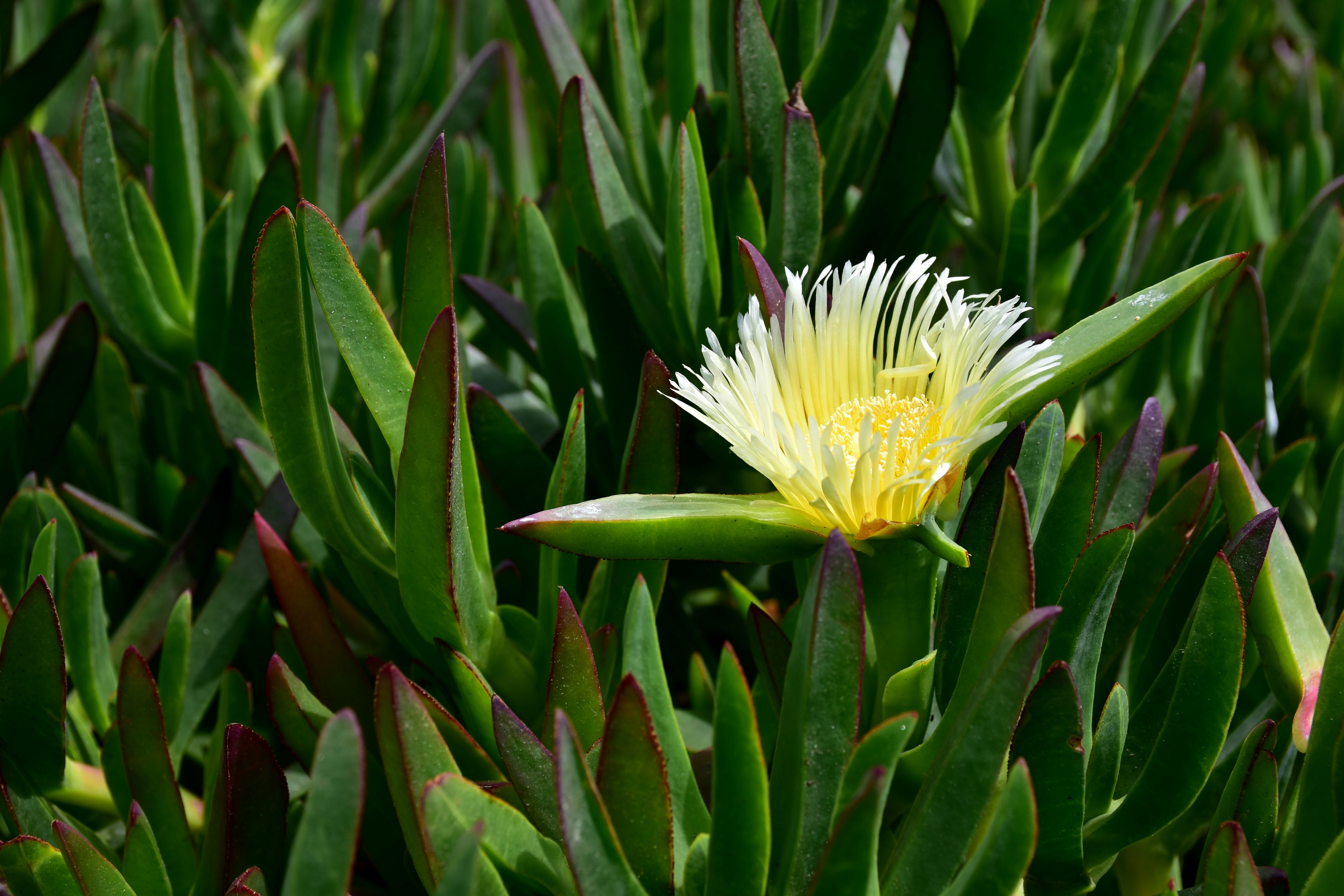 The succulent plant blooms in full glory (Nature - botanical - close up))