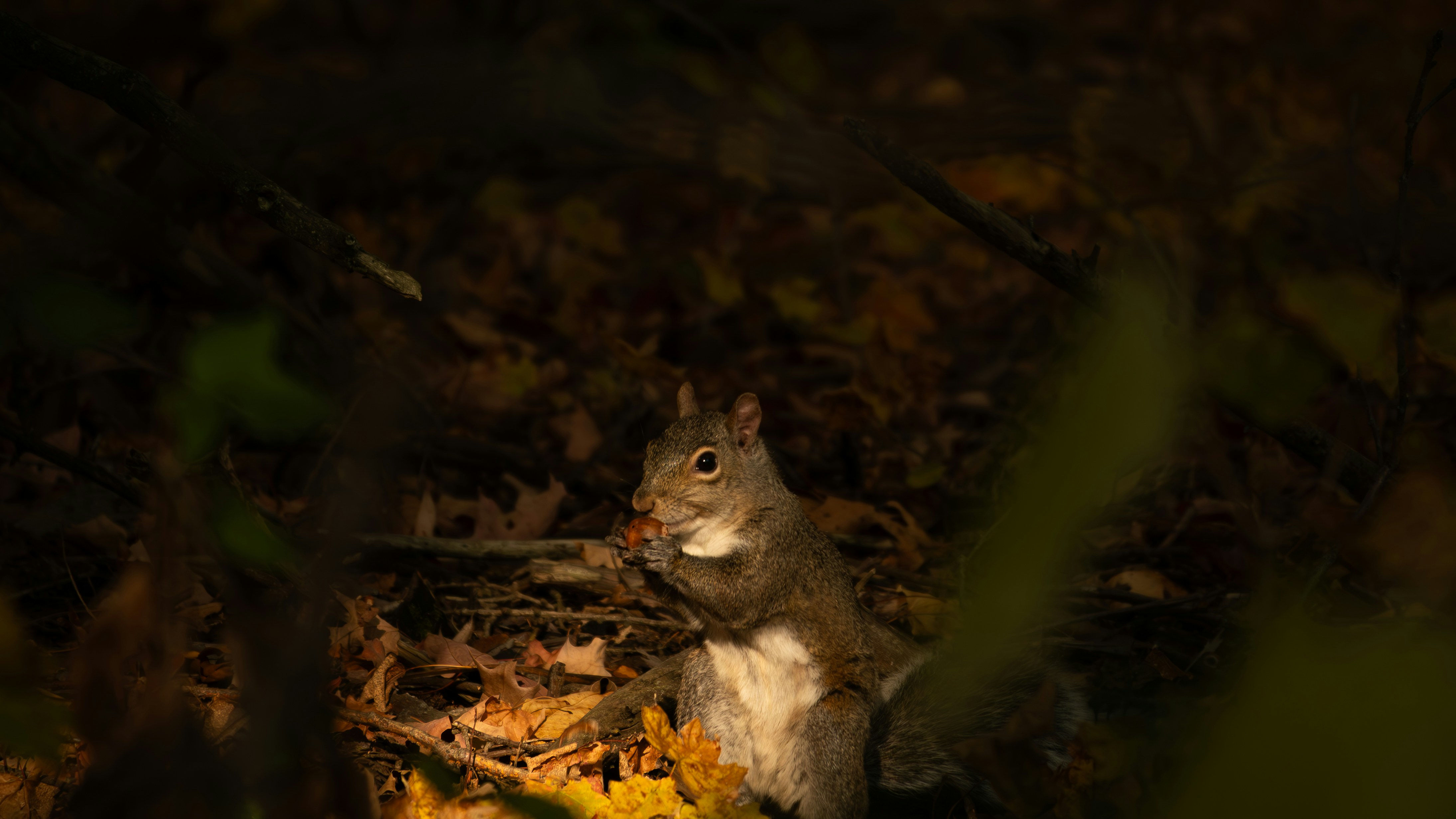 Midnight Snack: Squirrel Pauses in a Shadowed Forest