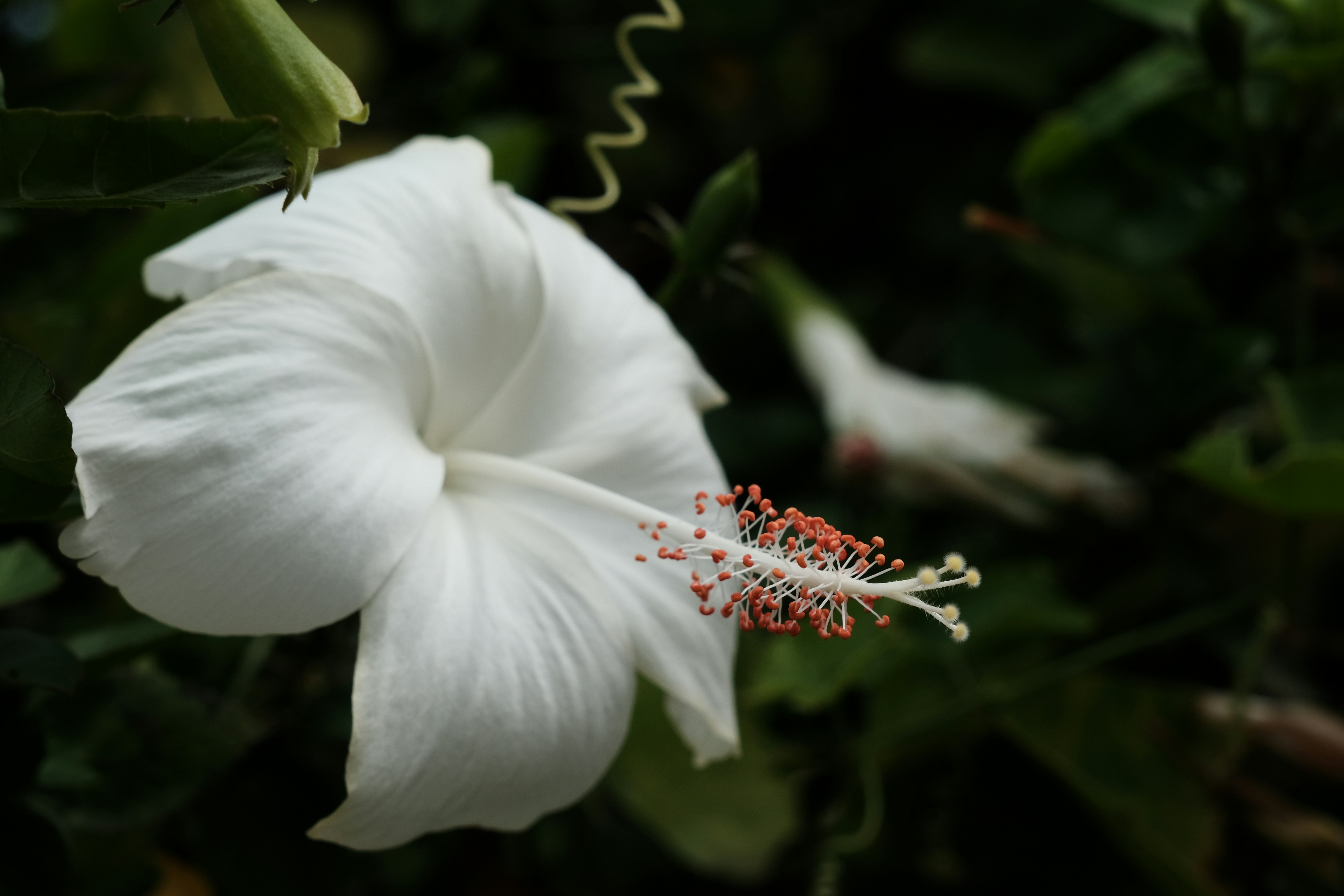 Photo by Siborey Sean with Fujifilm X-T2