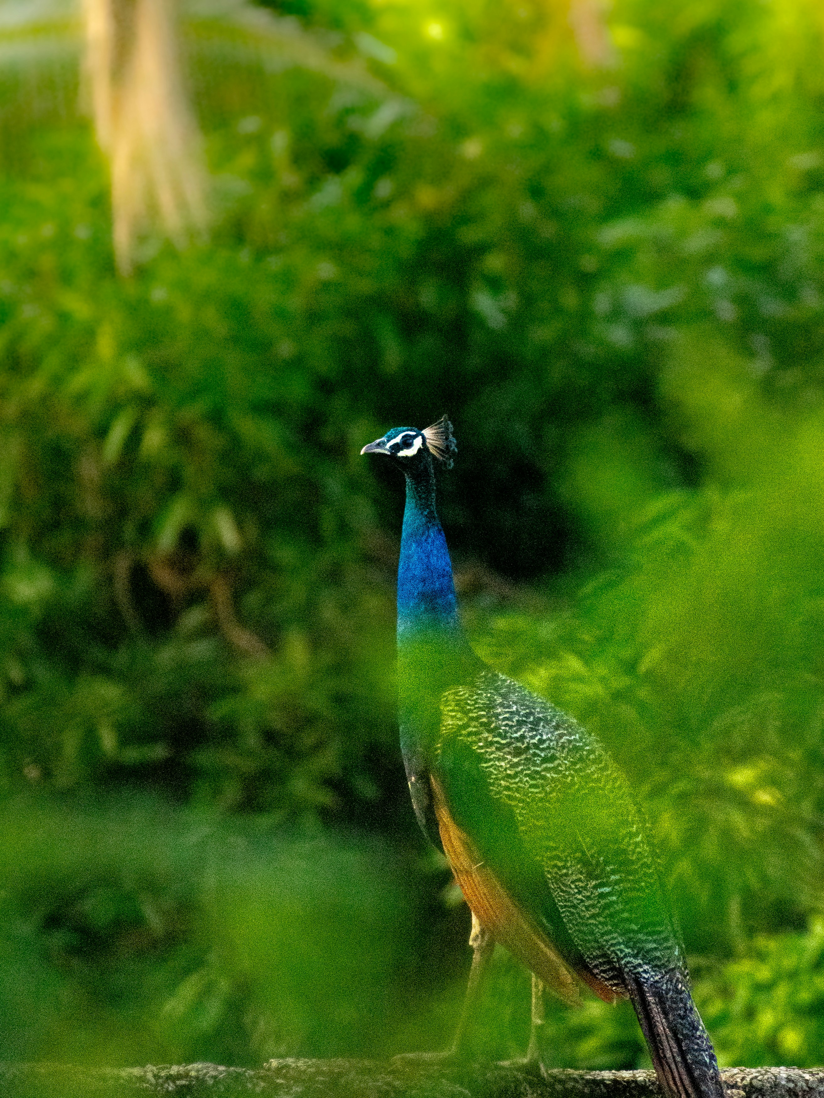 Elegance in the Emerald Shadows