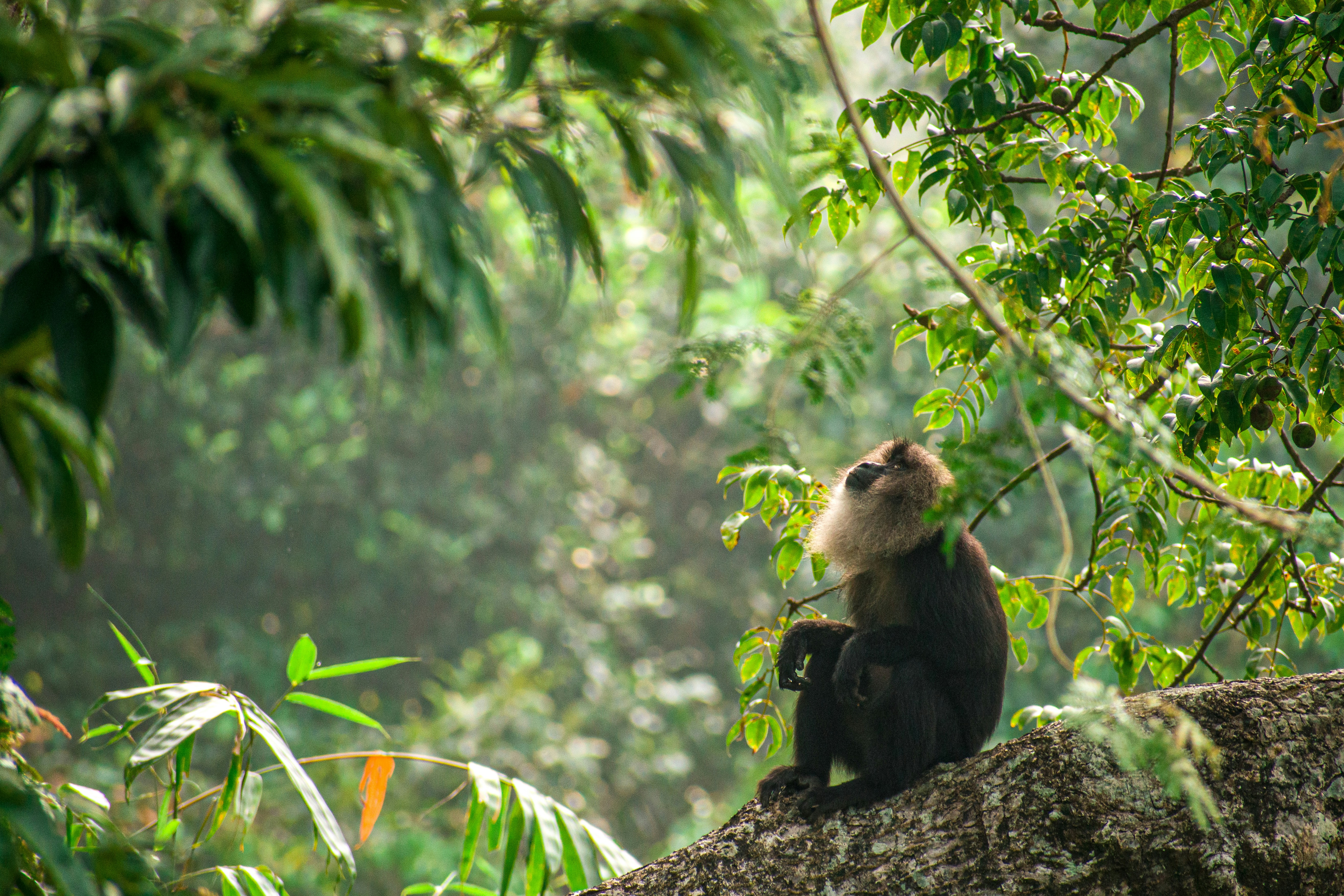 A monkey sits thoughtfully on a branch, surrounded by lush green foliage in a tranquil forest setting.