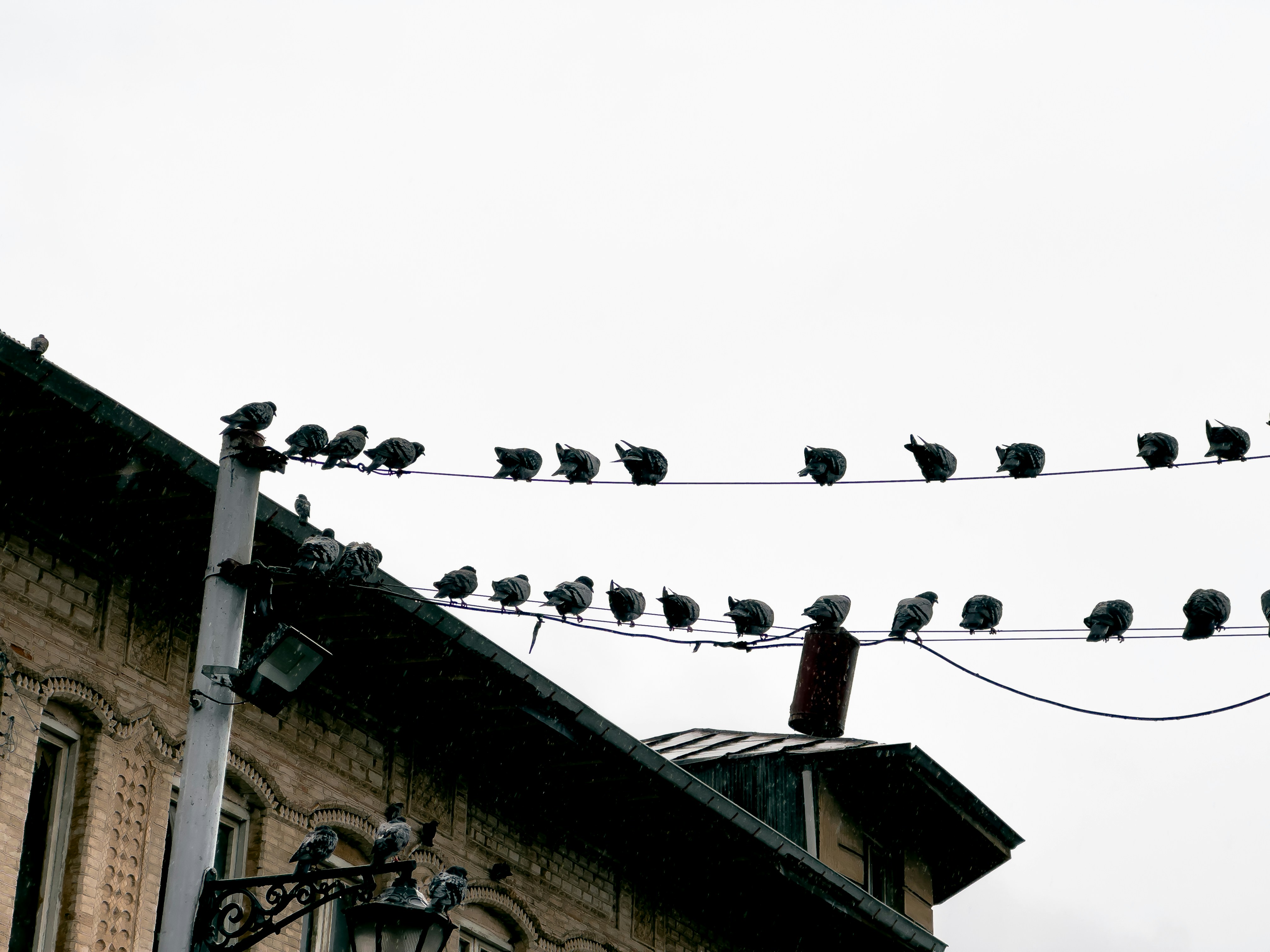 Rookery in the Sky: Pigeons Perched Along Wires Over a Brick Facade