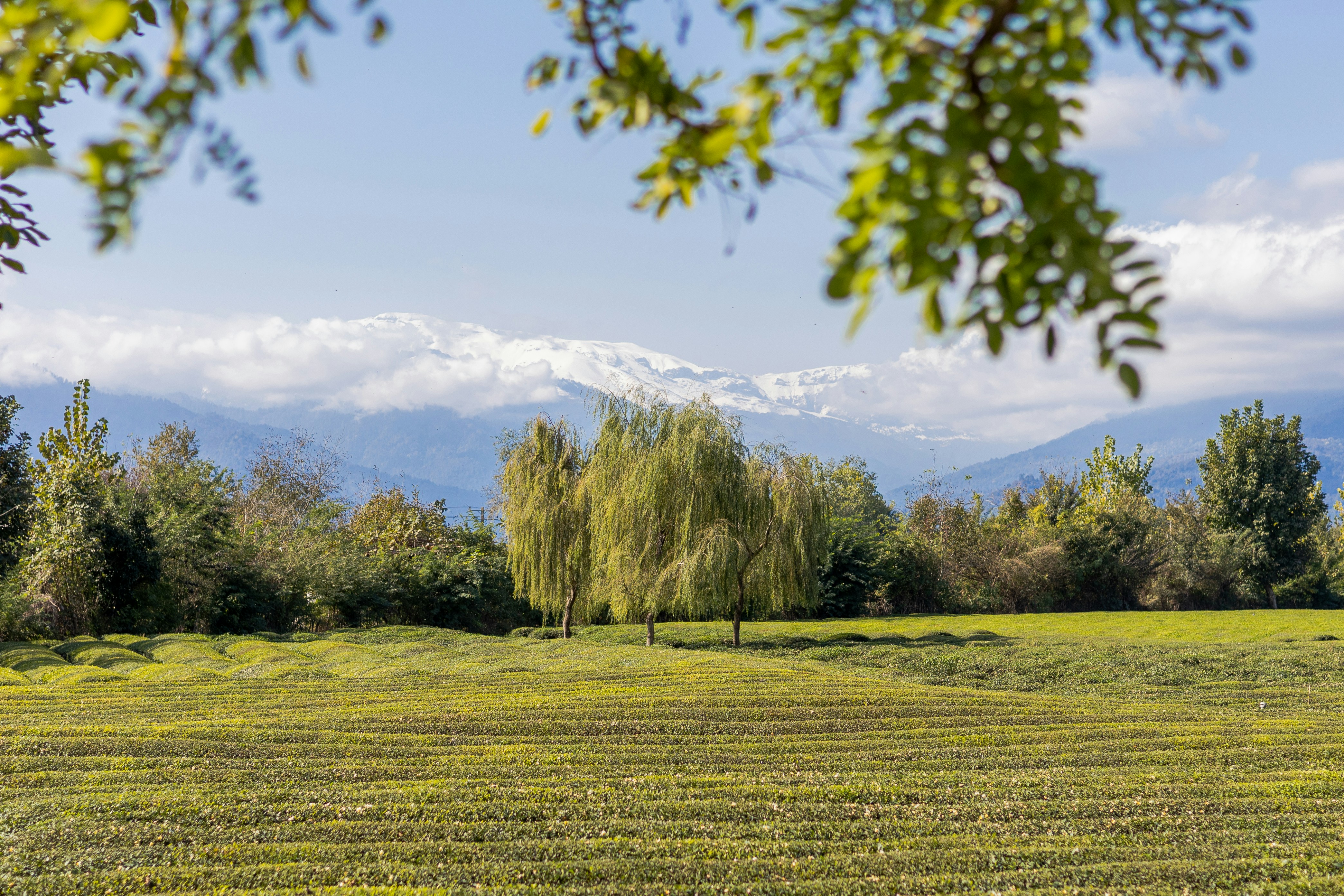 A large open field with trees and mountains in the background photo ...