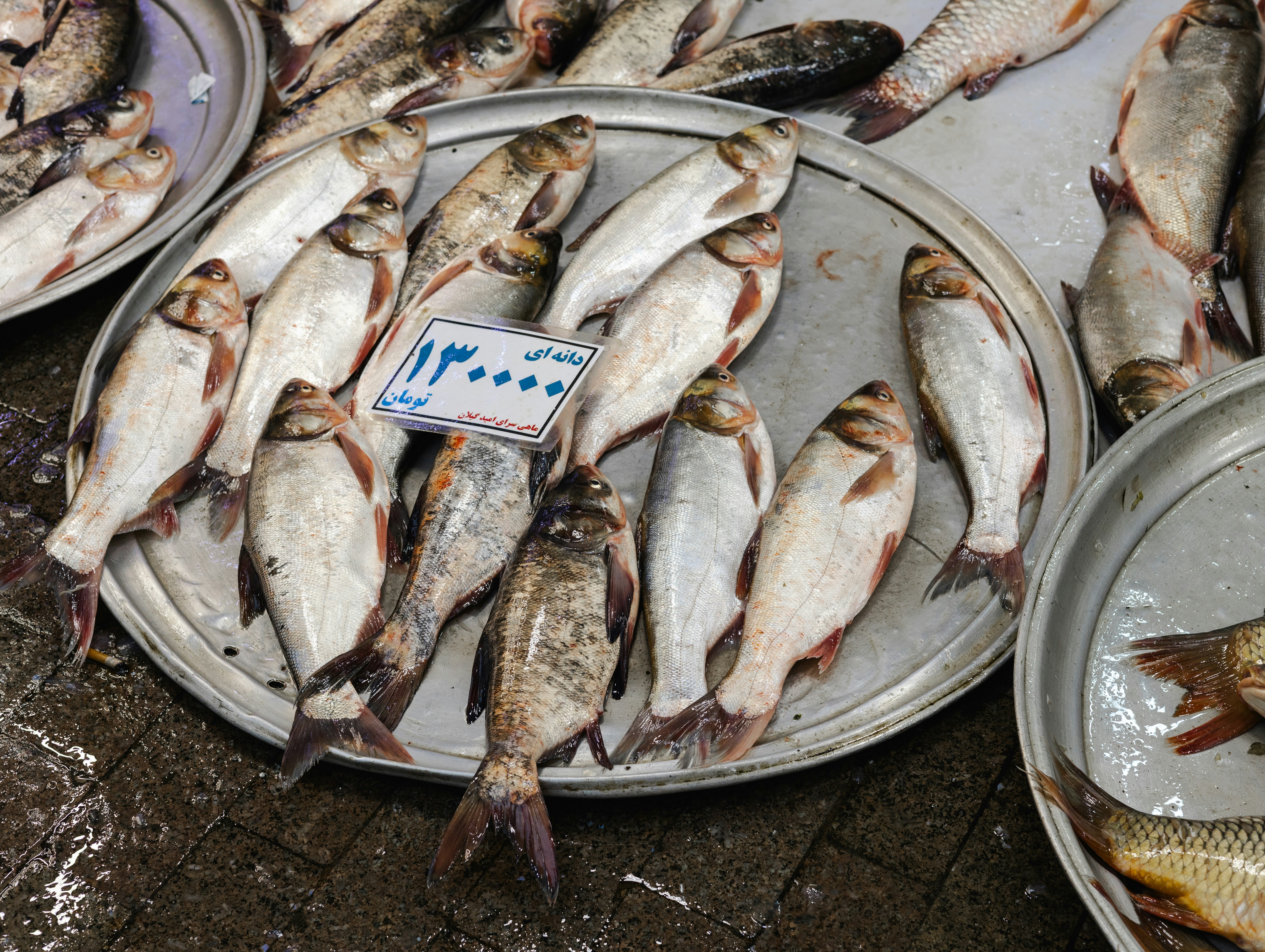 A bunch of fish that are on some plates photo – Free Iran Image on Unsplash