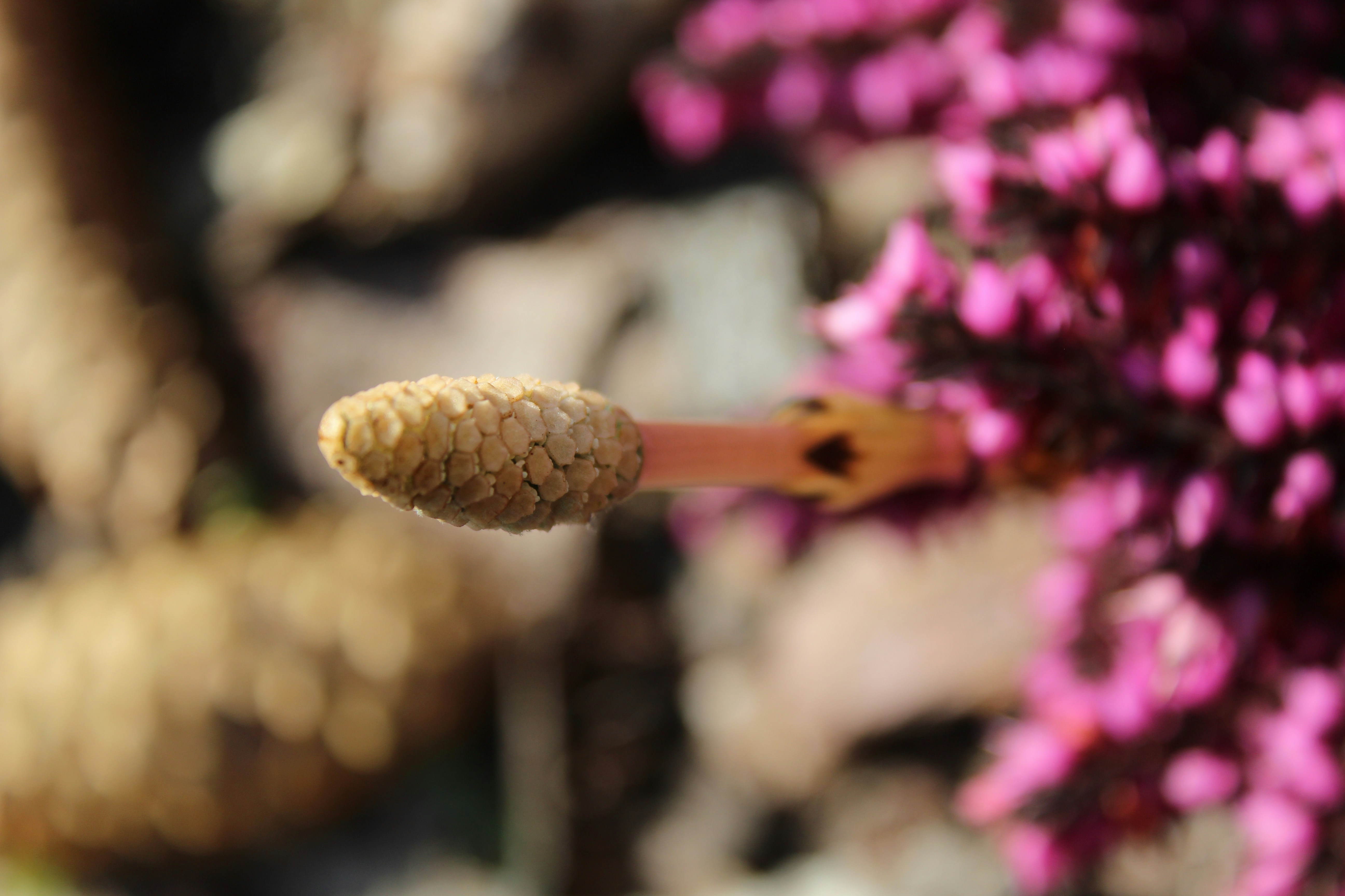 Pollen Torch: A Macro Bloom Reaches for the Light