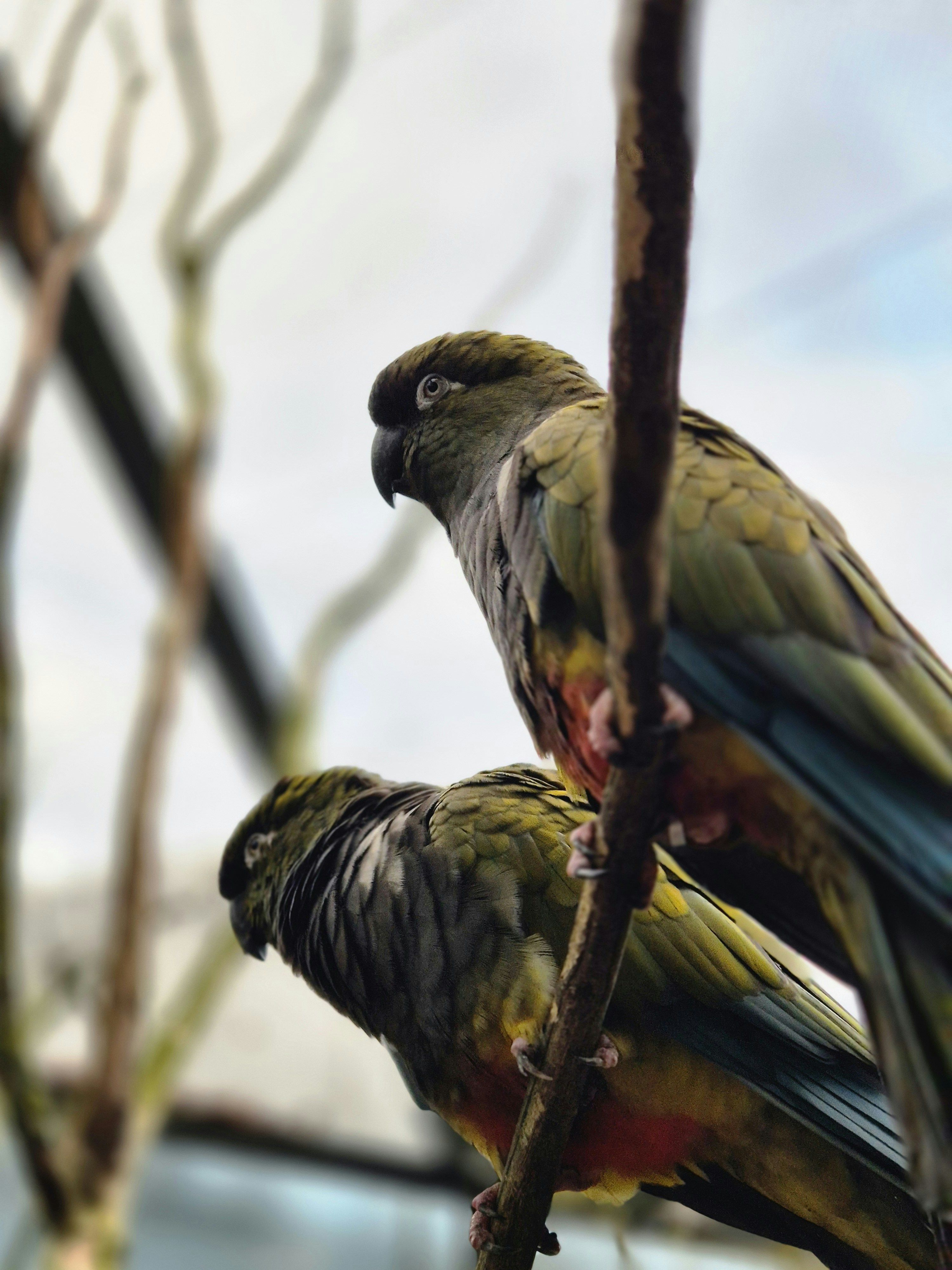 Perched Duo: Emerald Parrots on a Twisted Branch