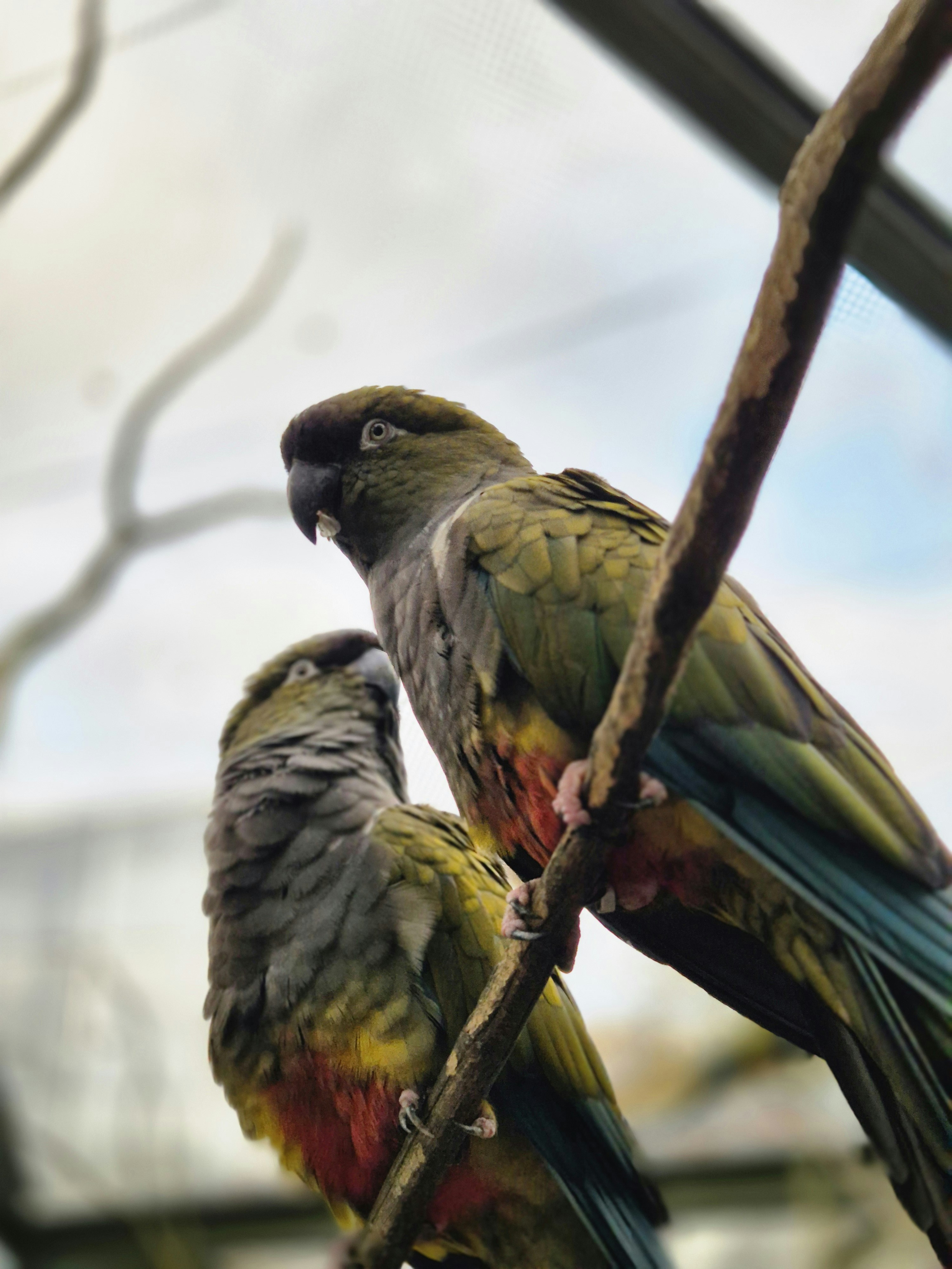 Duet on a Branch: Green Parrots in an Aviary Spotlight