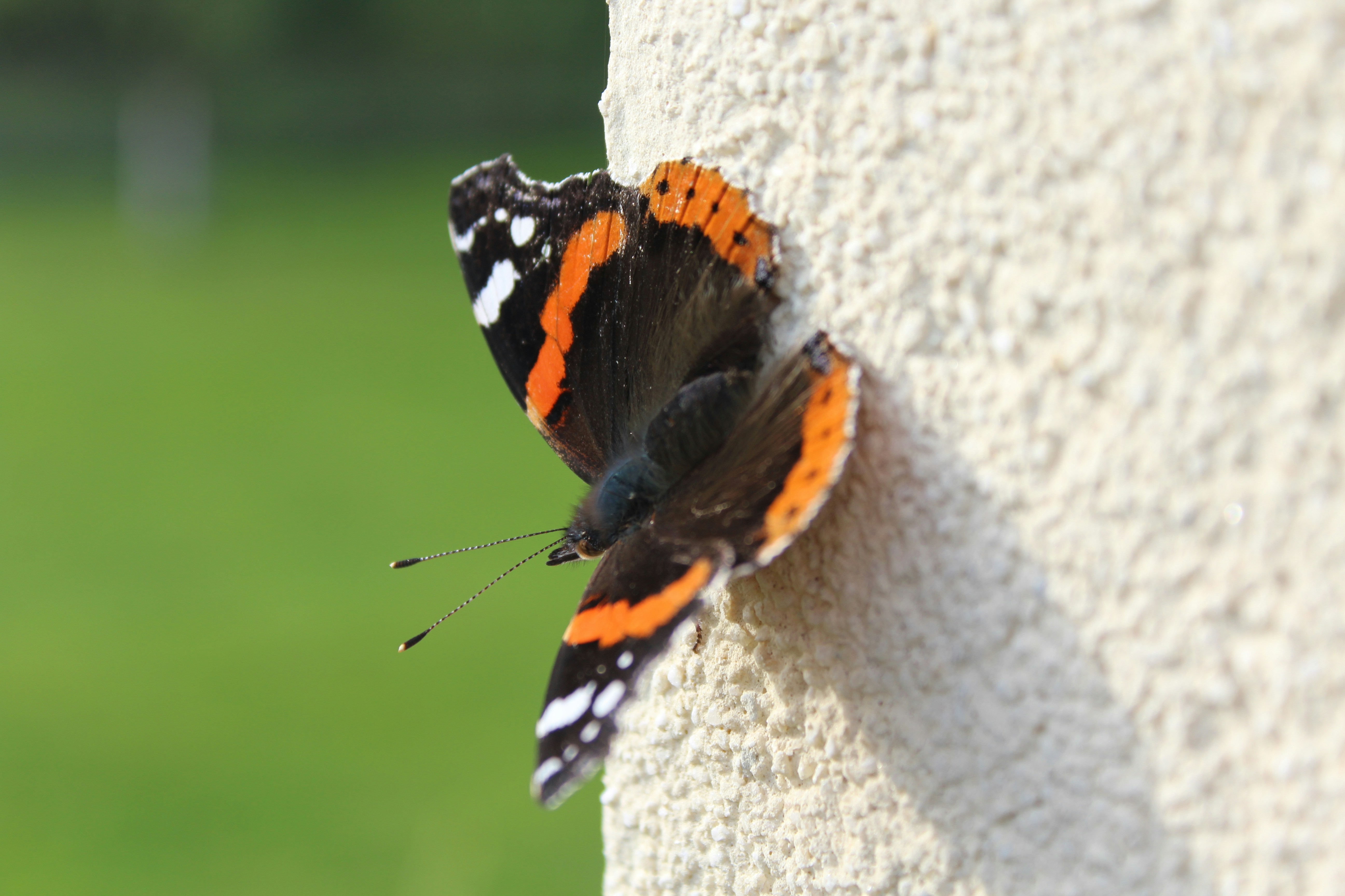Red Admiral on Sunlit Concrete: A Moment of Color and Texture