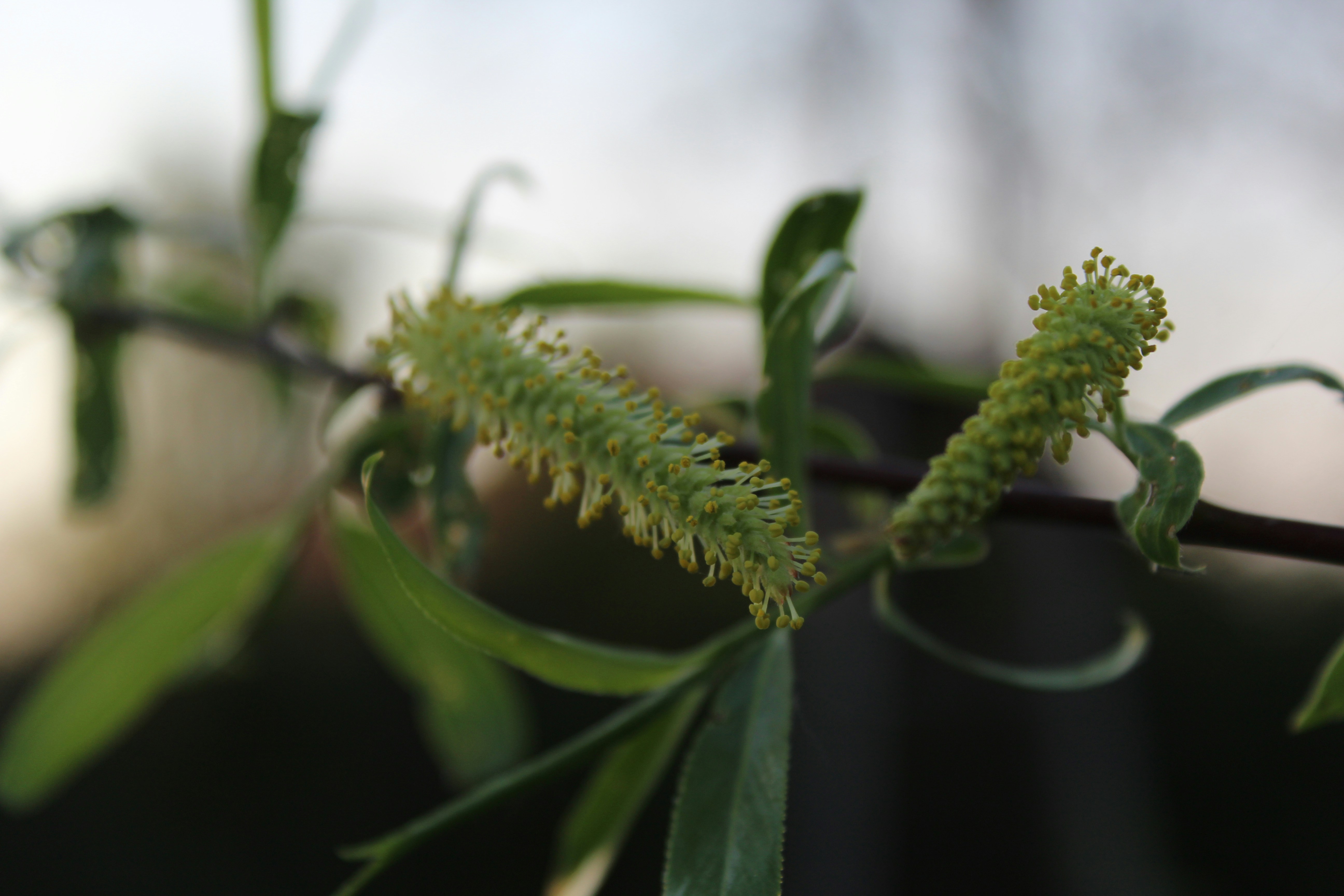 Greens in Focus: Close-Up Catkins with Velvet Blur