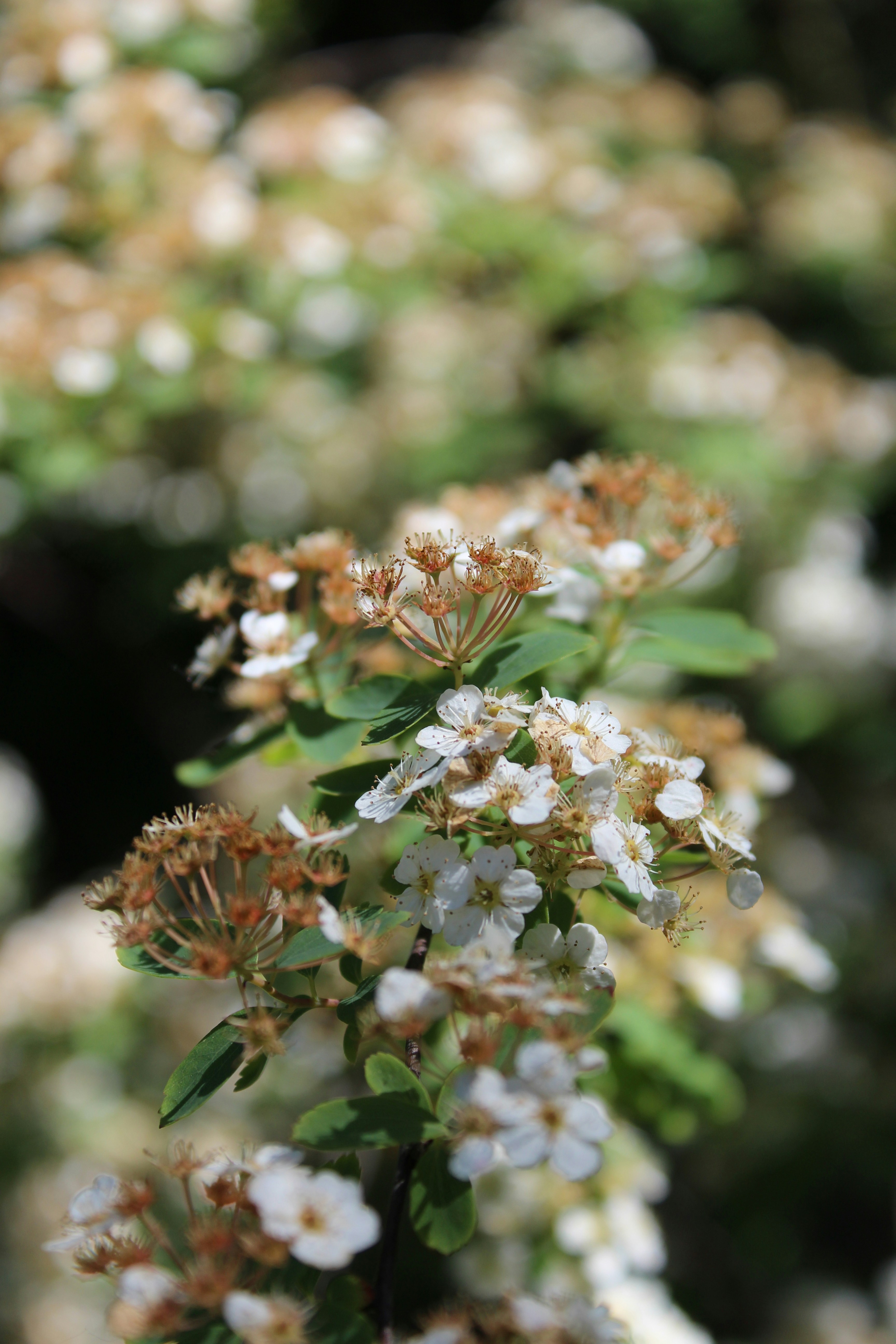 Petals in Soft Focus: A Sunlit Bloom Study
