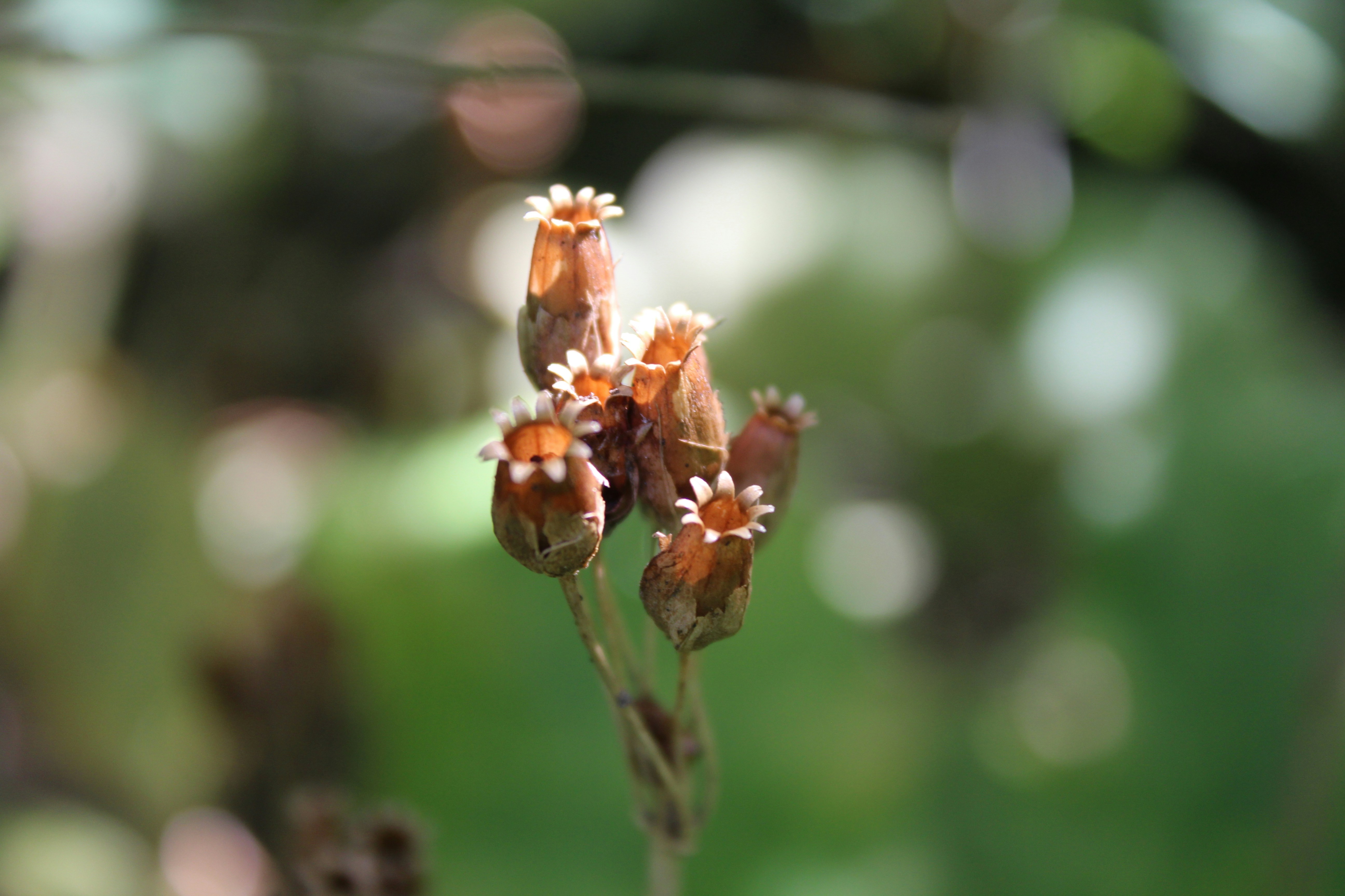 Tiny flower crowns in soft backlight