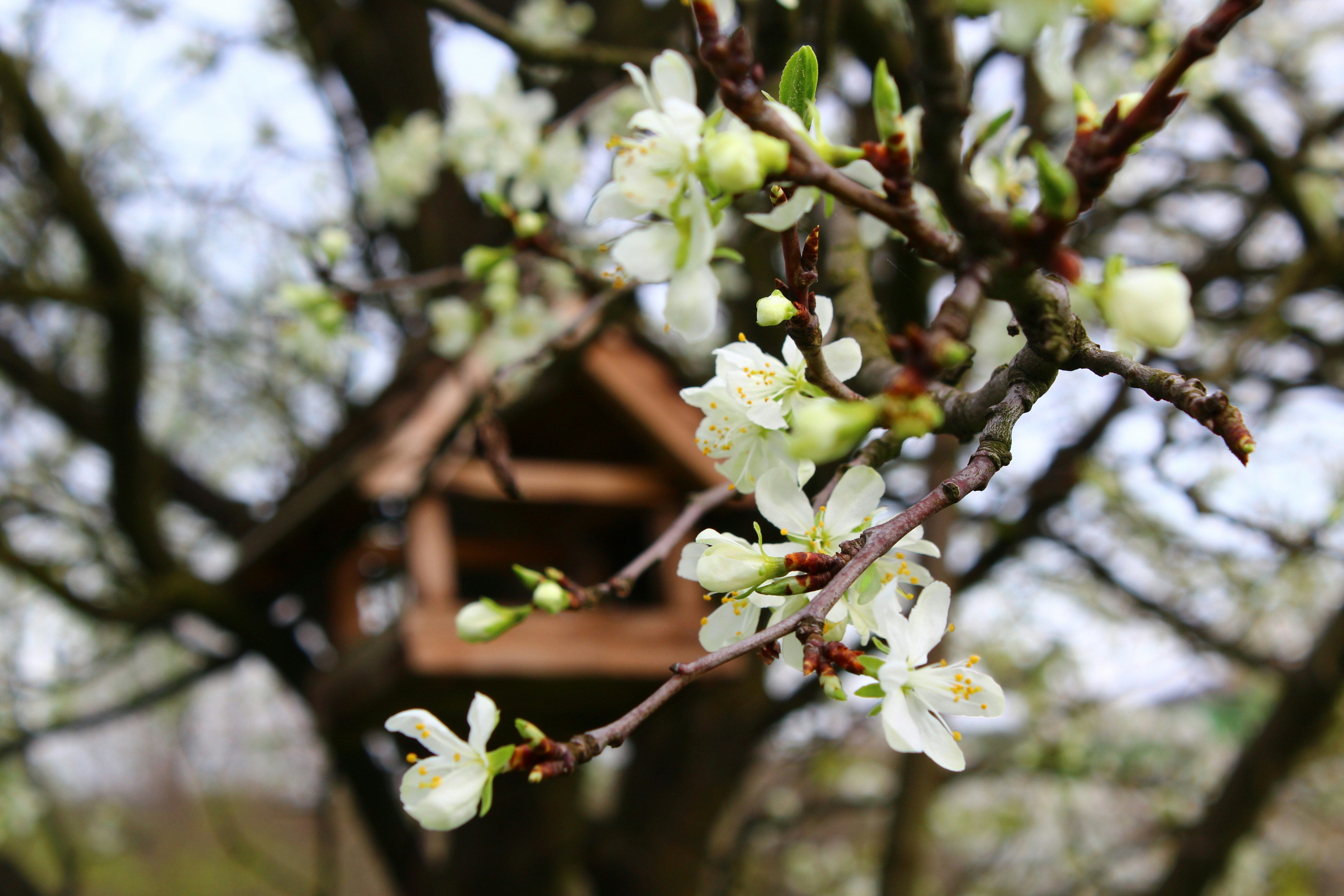 Whispers of Bloom: A Branch in Focus before the Garden Shrine