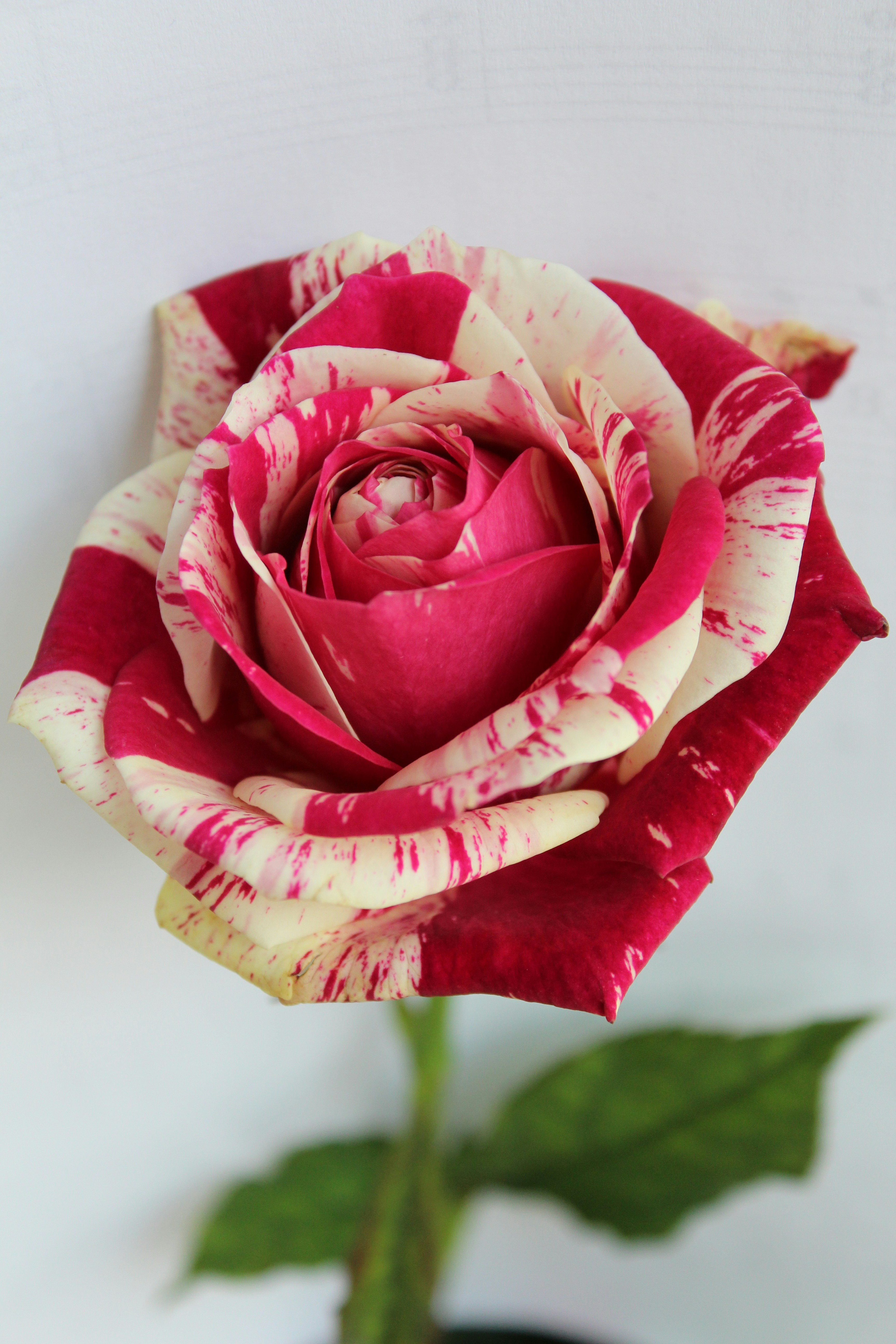 Variegated Velvet: a close-up rose in pink and cream
