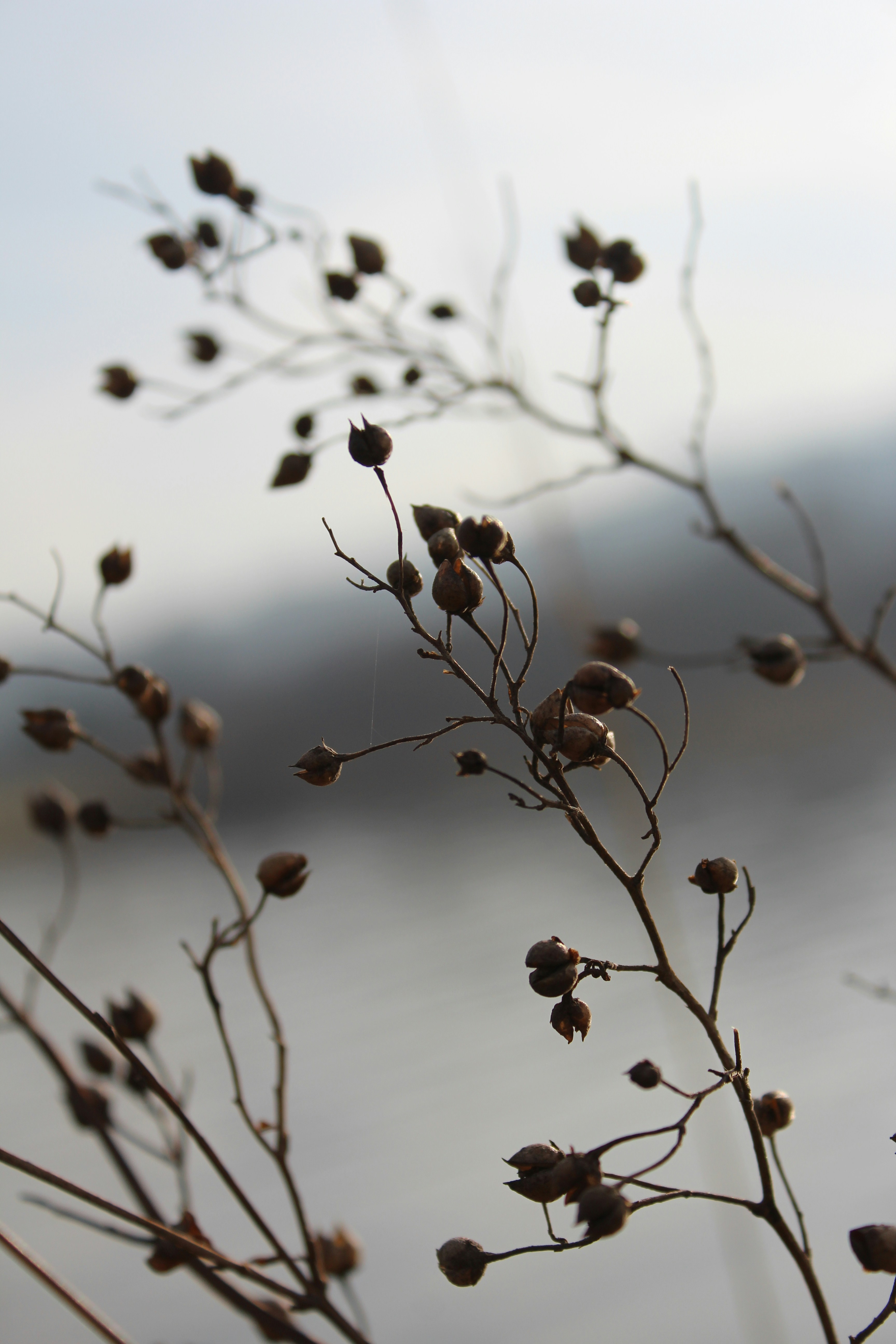 Winter Fragments: Seed Pods Framed by a Soft Riverside Blur