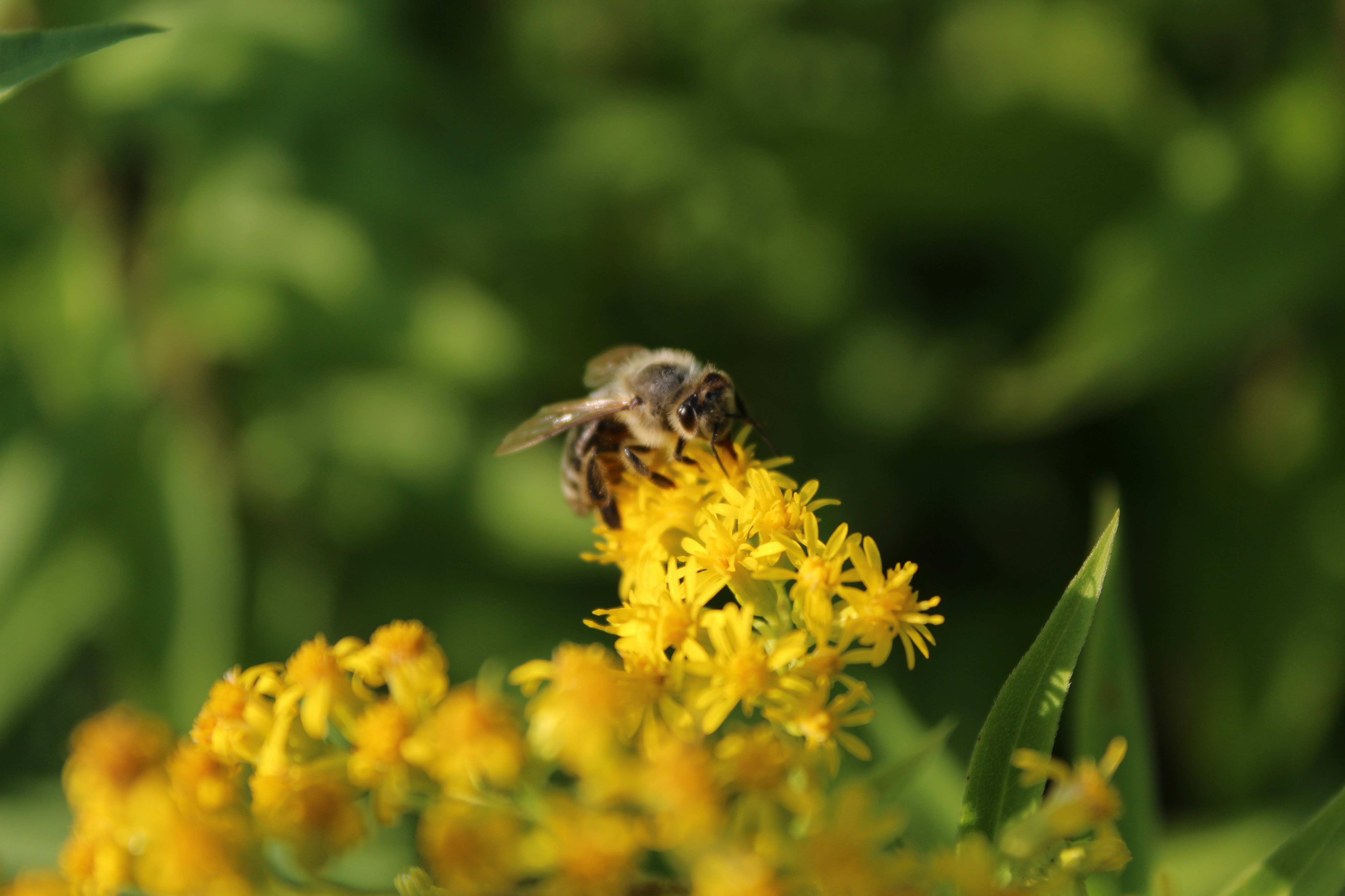 Amber Bloom Buzz: A Honeybee's Close-Up in Spring