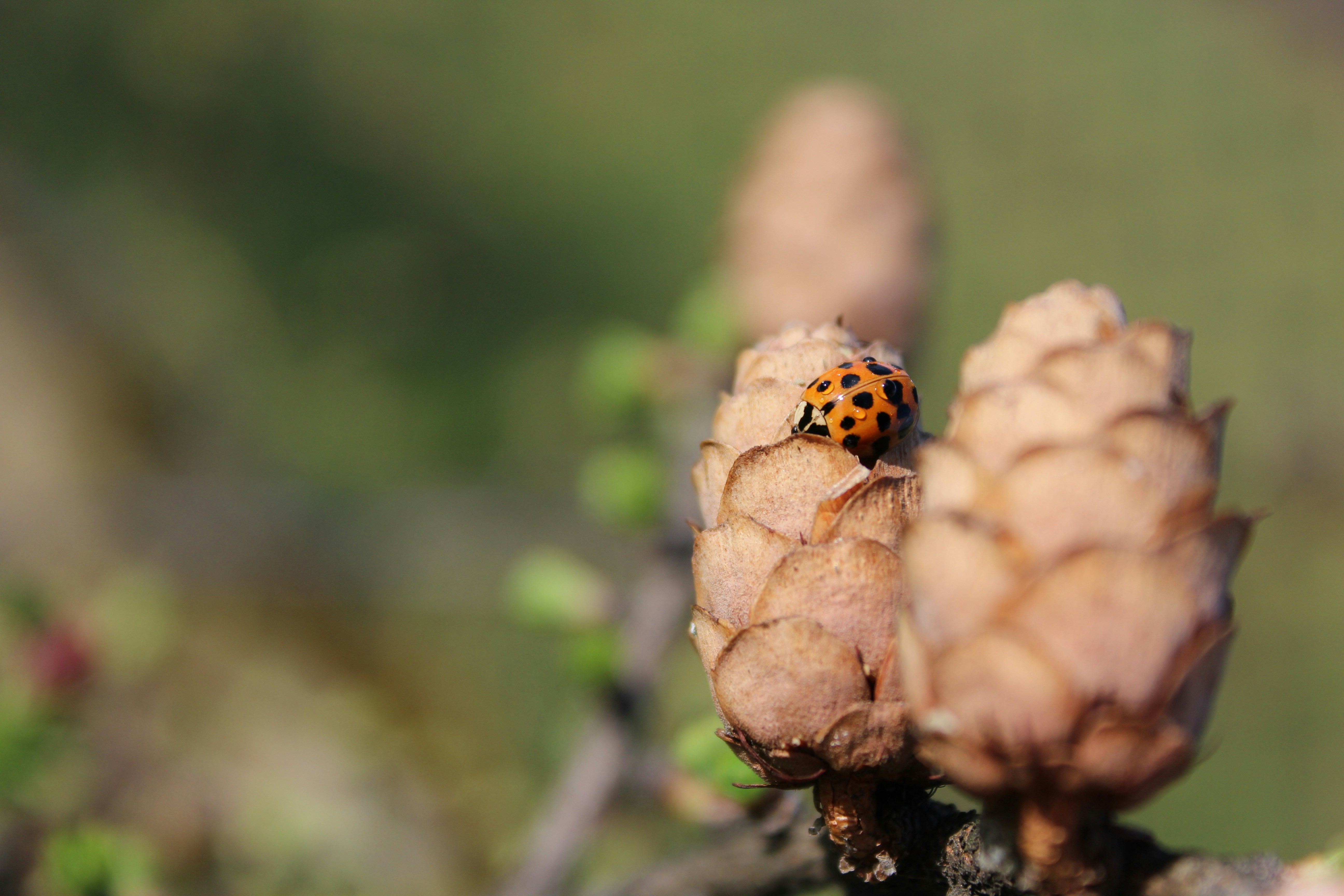 Spotlit Ladybug on Pine Cone Bud