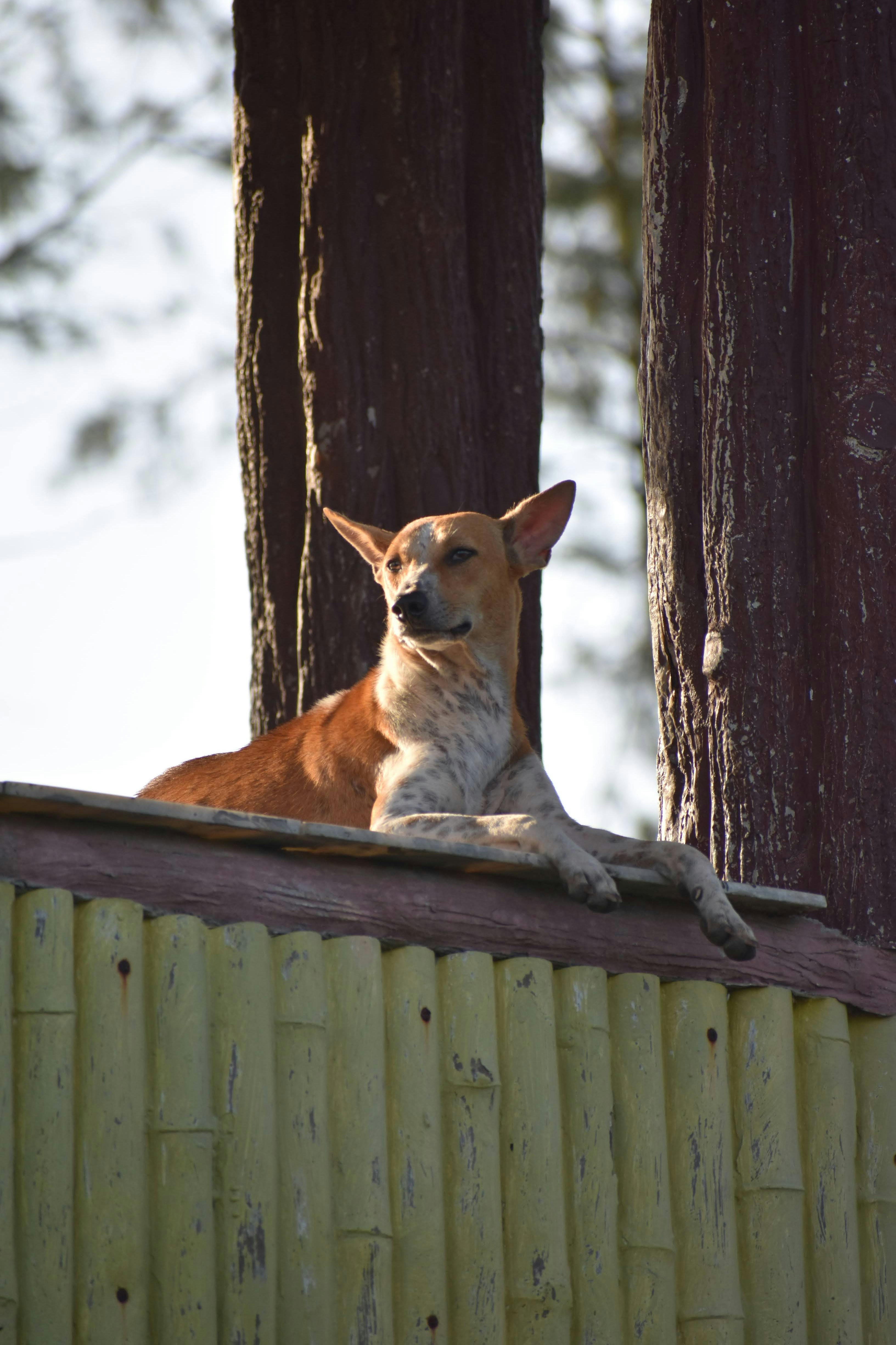 Sentinel on the Fence: A sunlit hound surveys a weathered bamboo railing