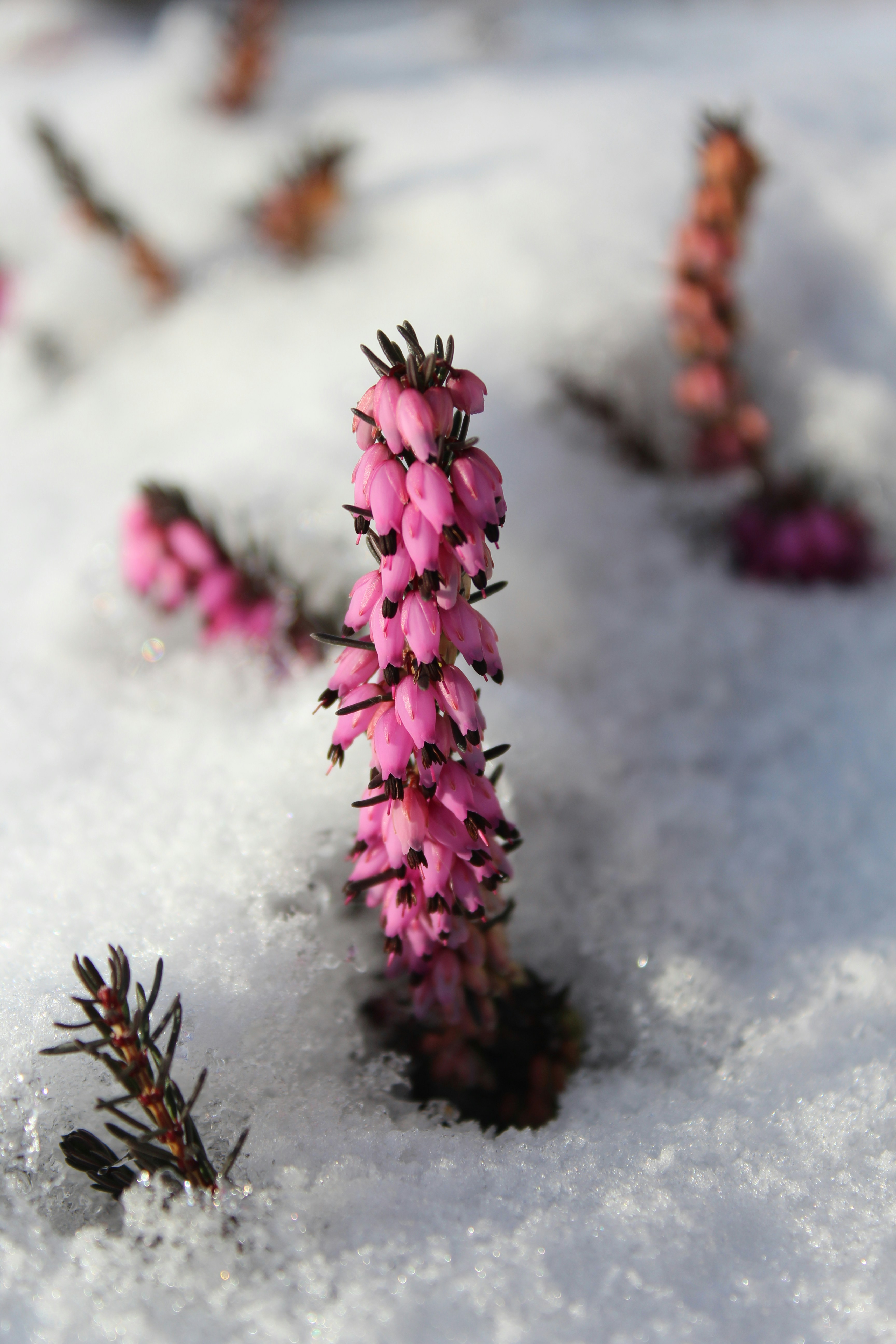 Snowy Flowers Pictures | Download Free Images on Unsplash