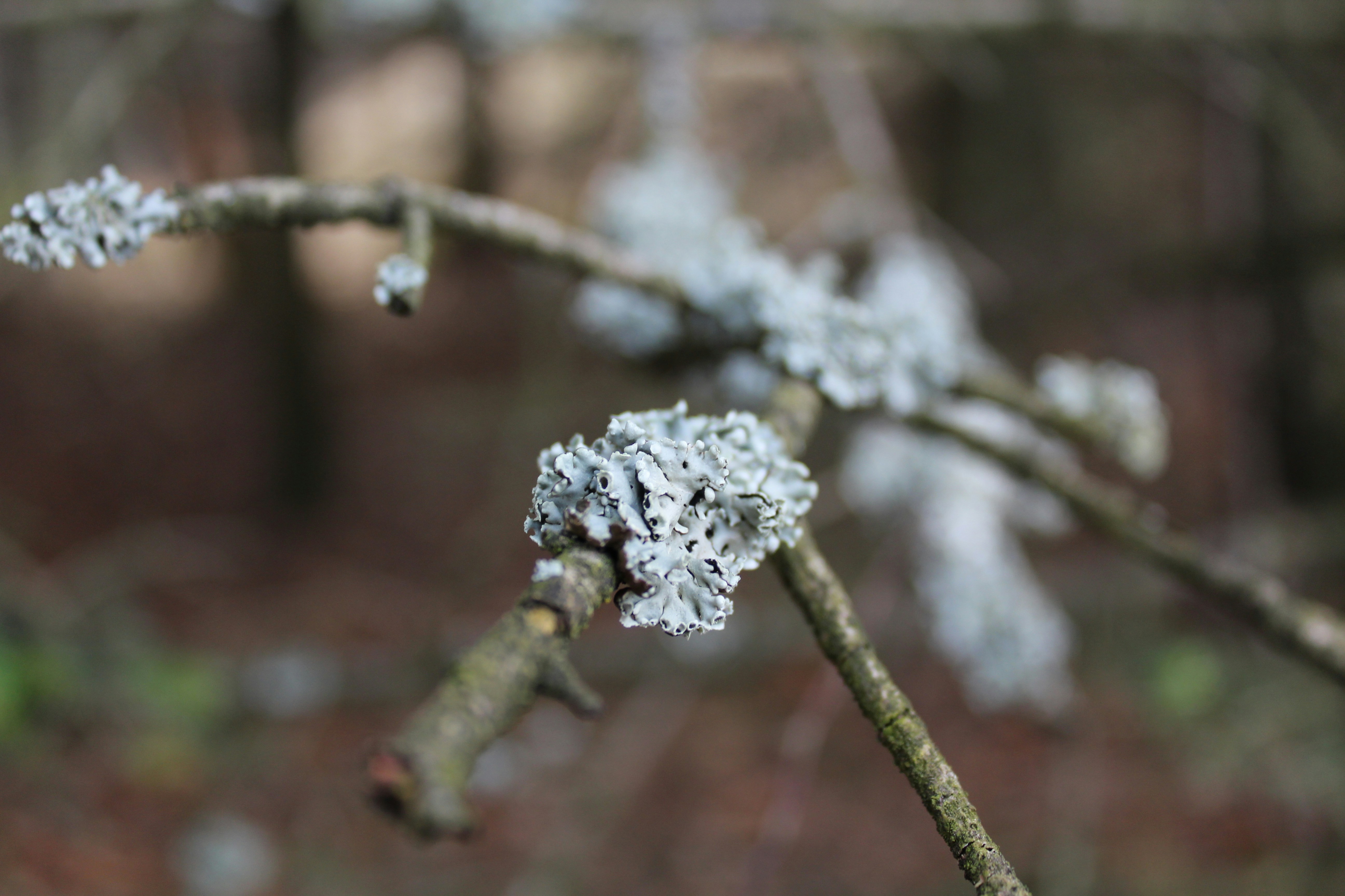 Lichened Branch in Focus Amid Soft Winter Blur