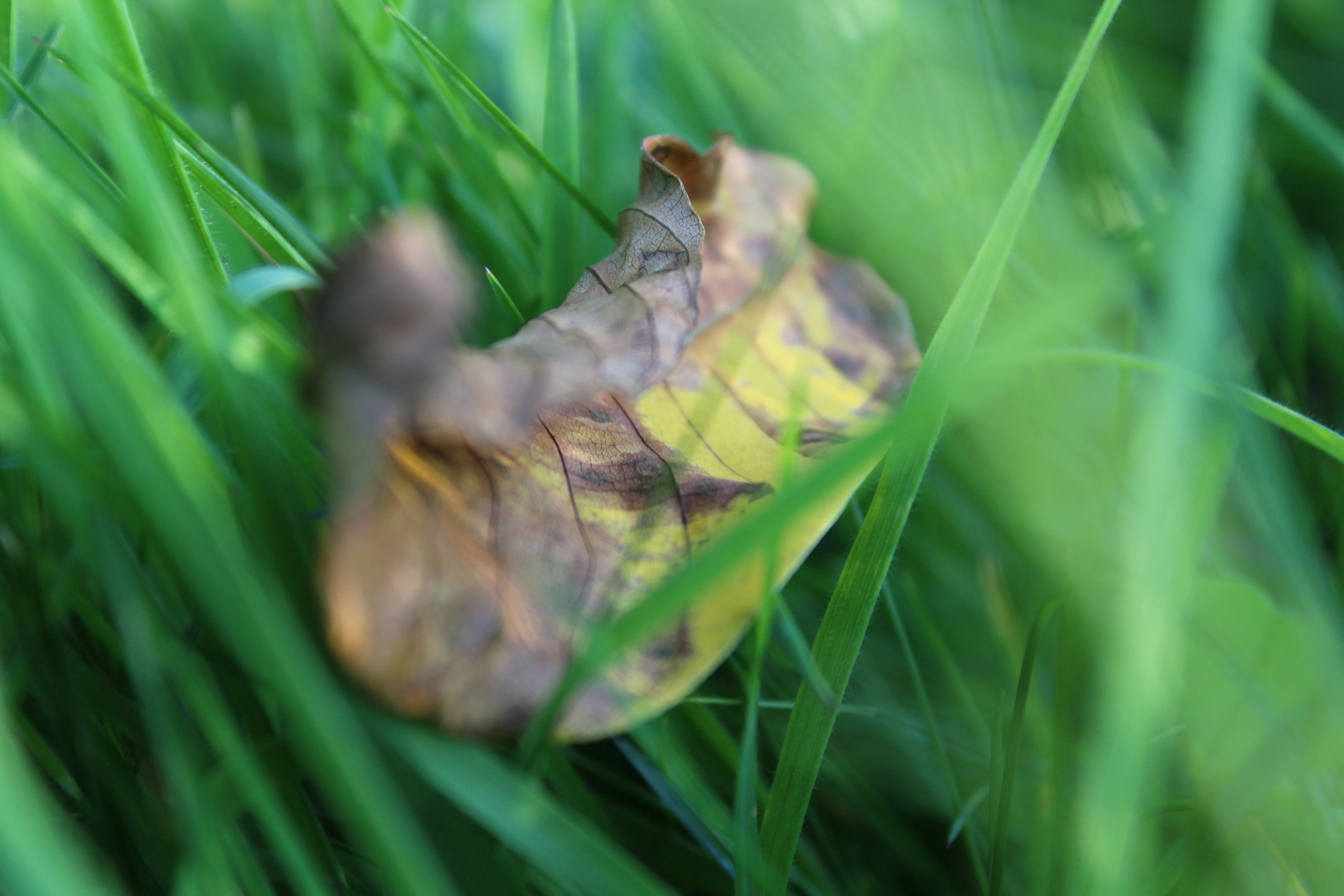 Autumn Leaf Resting Among Grass Blades