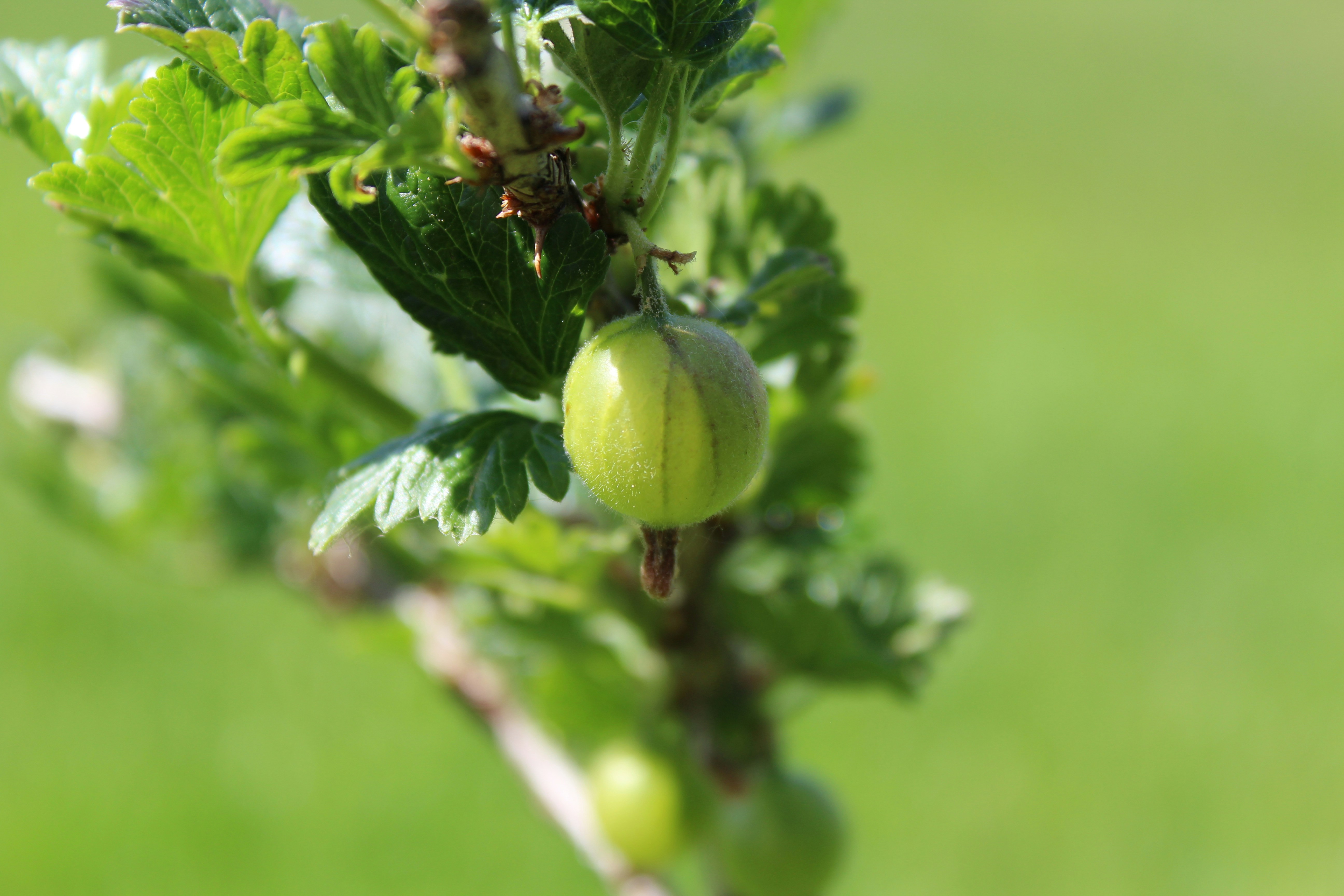 Photo by Ali Alauda with Canon EOS 1200D