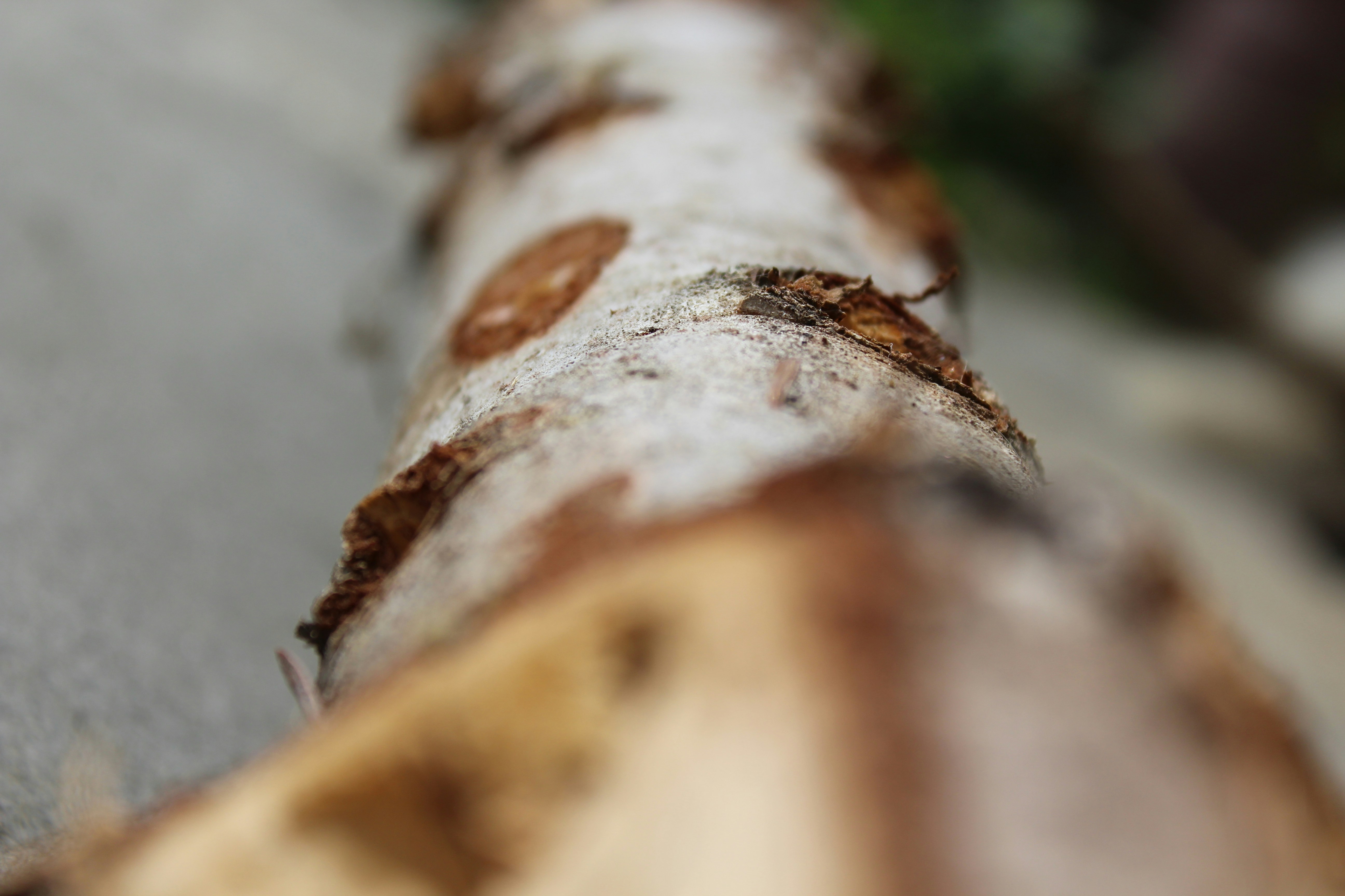Birch Patchwork Macro: A Diagonal Trunk in Sharp Focus