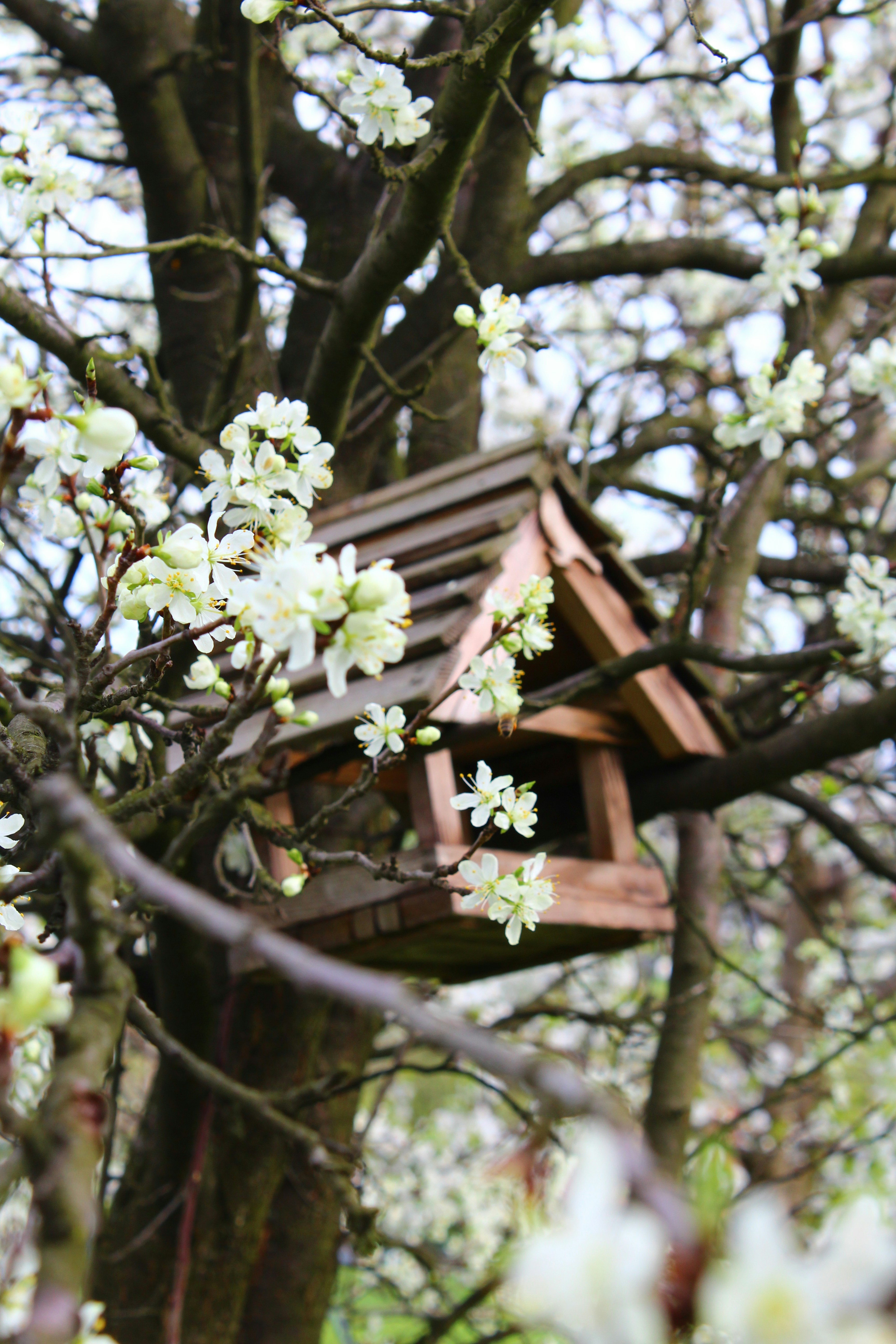 Birdhouse in Bloom: A Quiet Spring Nest Among White Blossoms