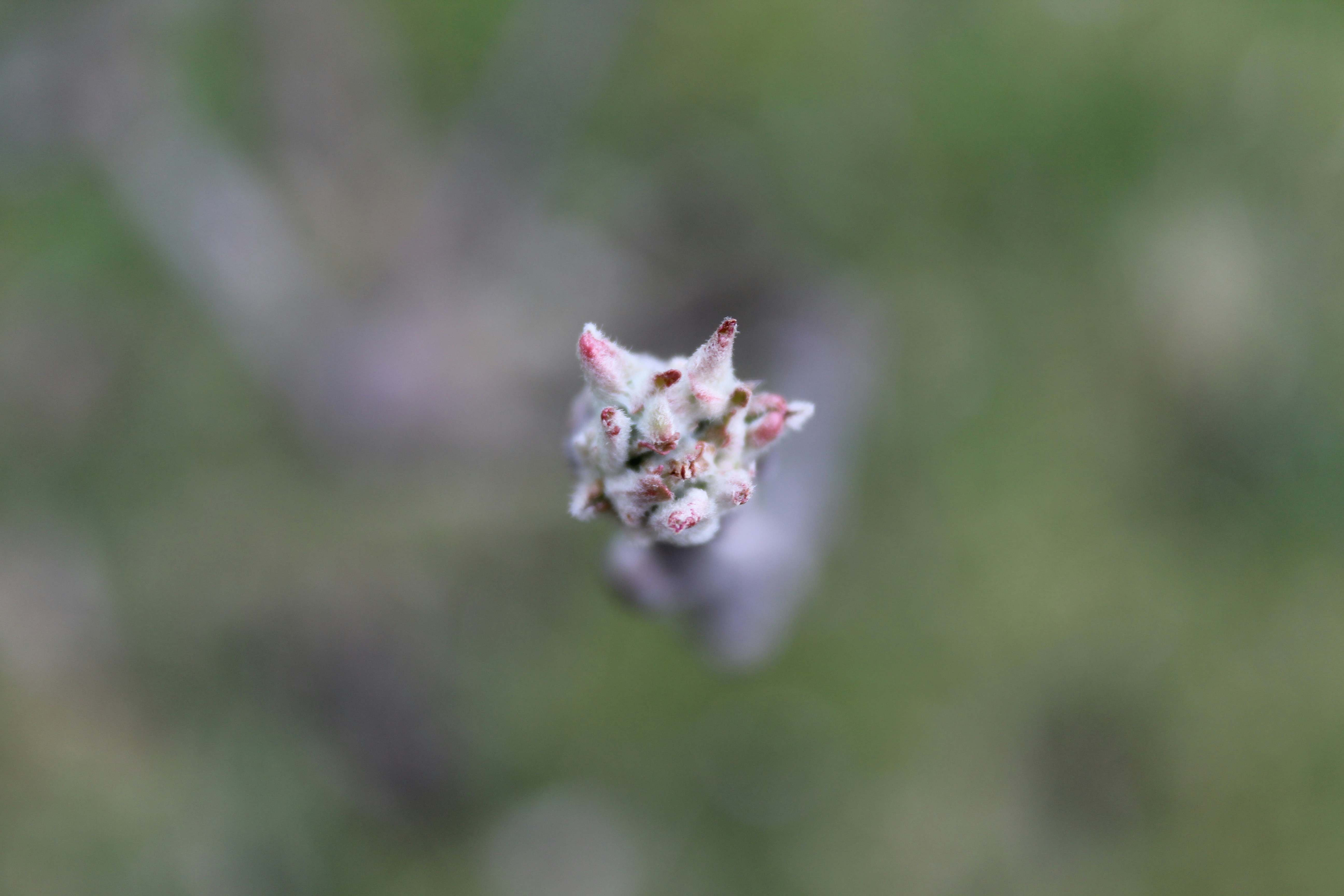 A blurry photo of a flower with a blurry background