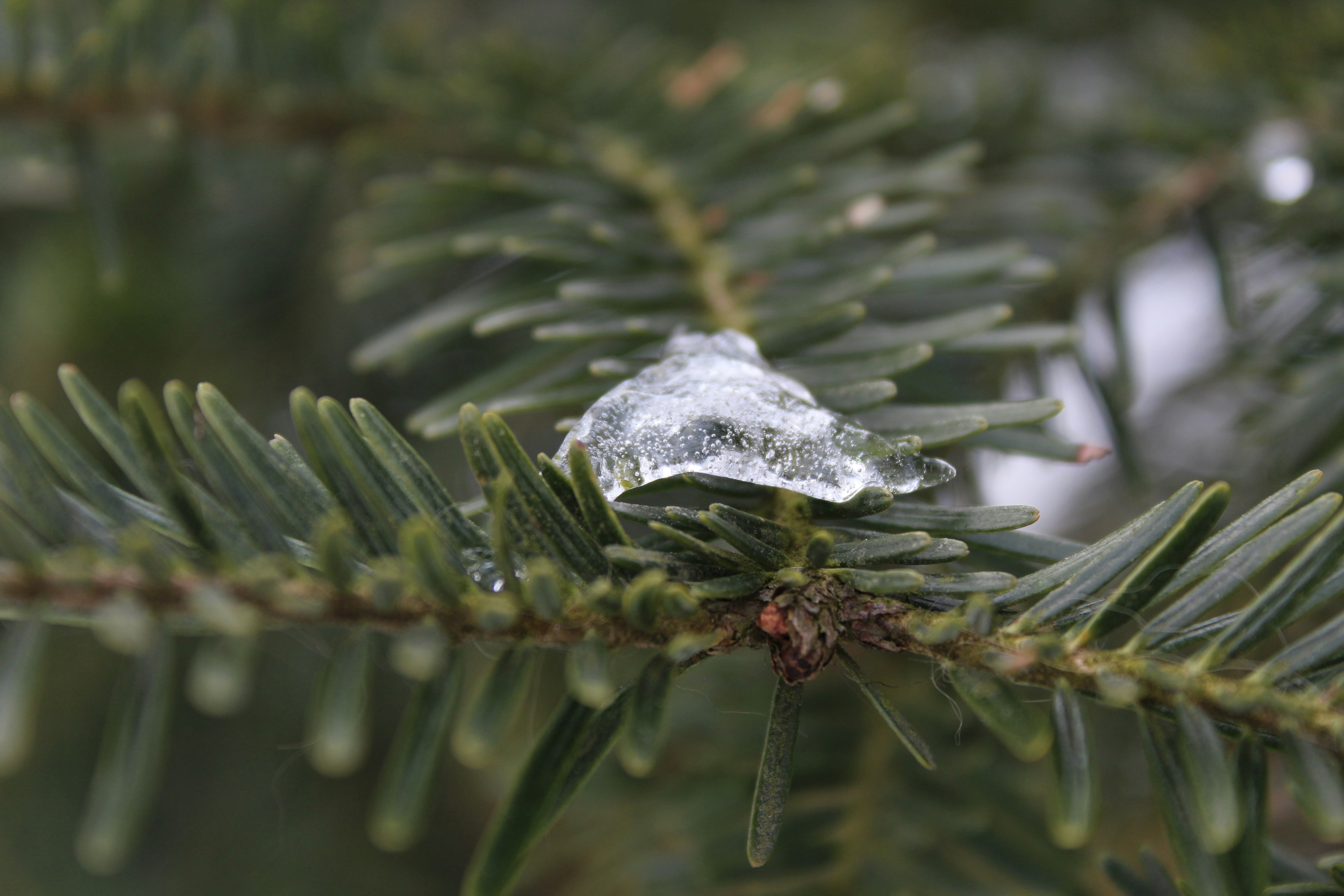 Winter Crystal on a Pine Needle