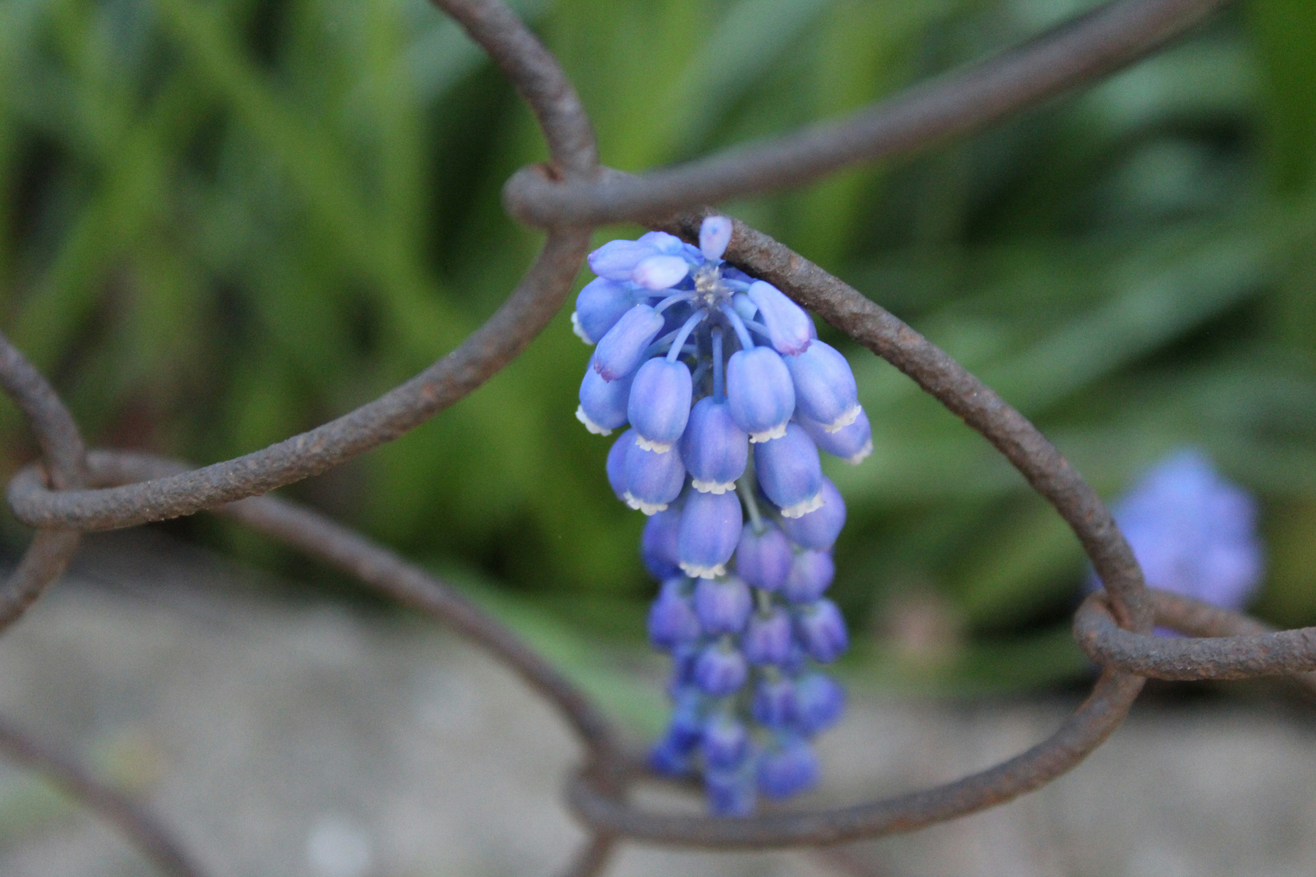Azure Grape-Hyacinth Entwined by Rusted Chain