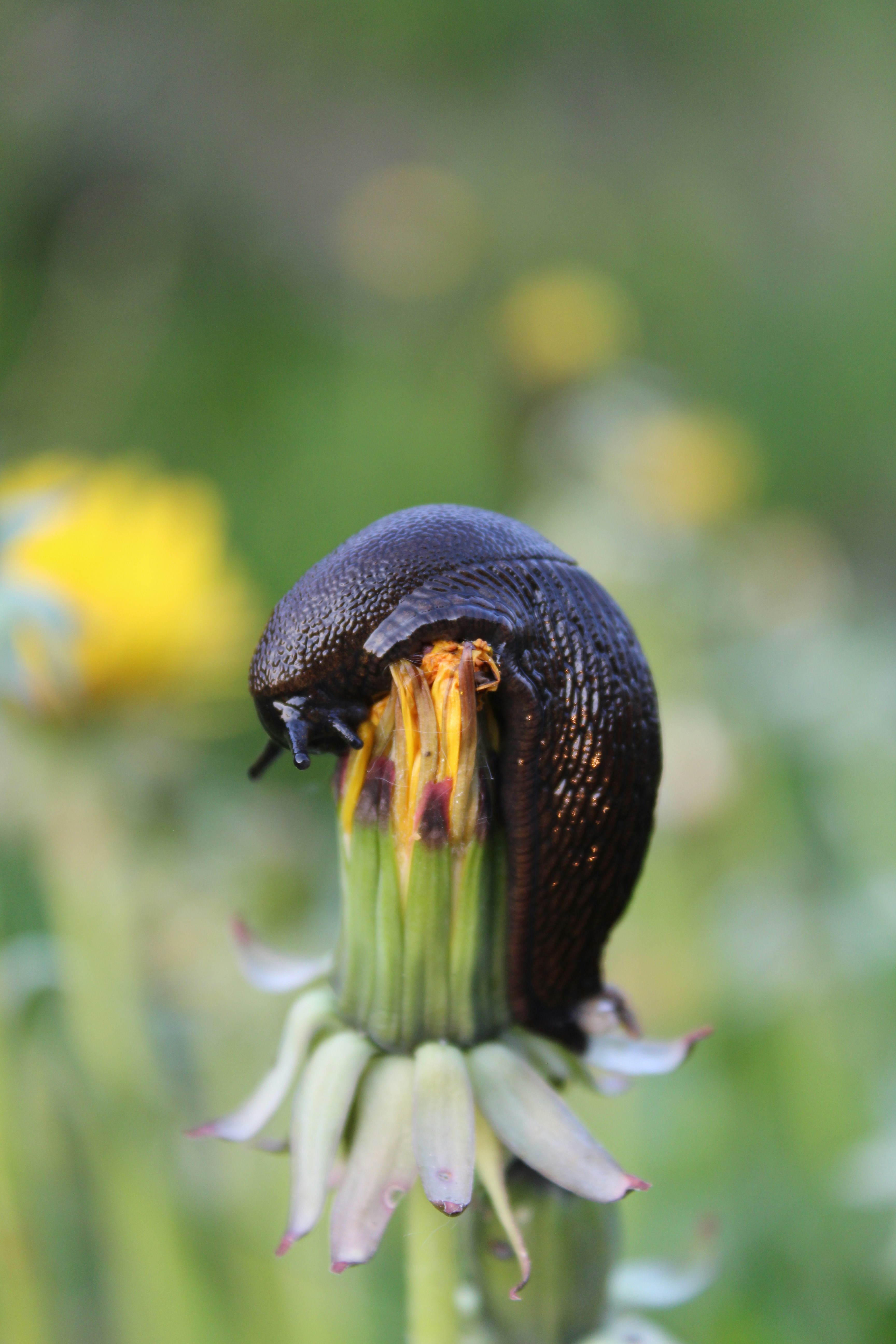 Species Spotlight: European Black Slugs - by Melanie