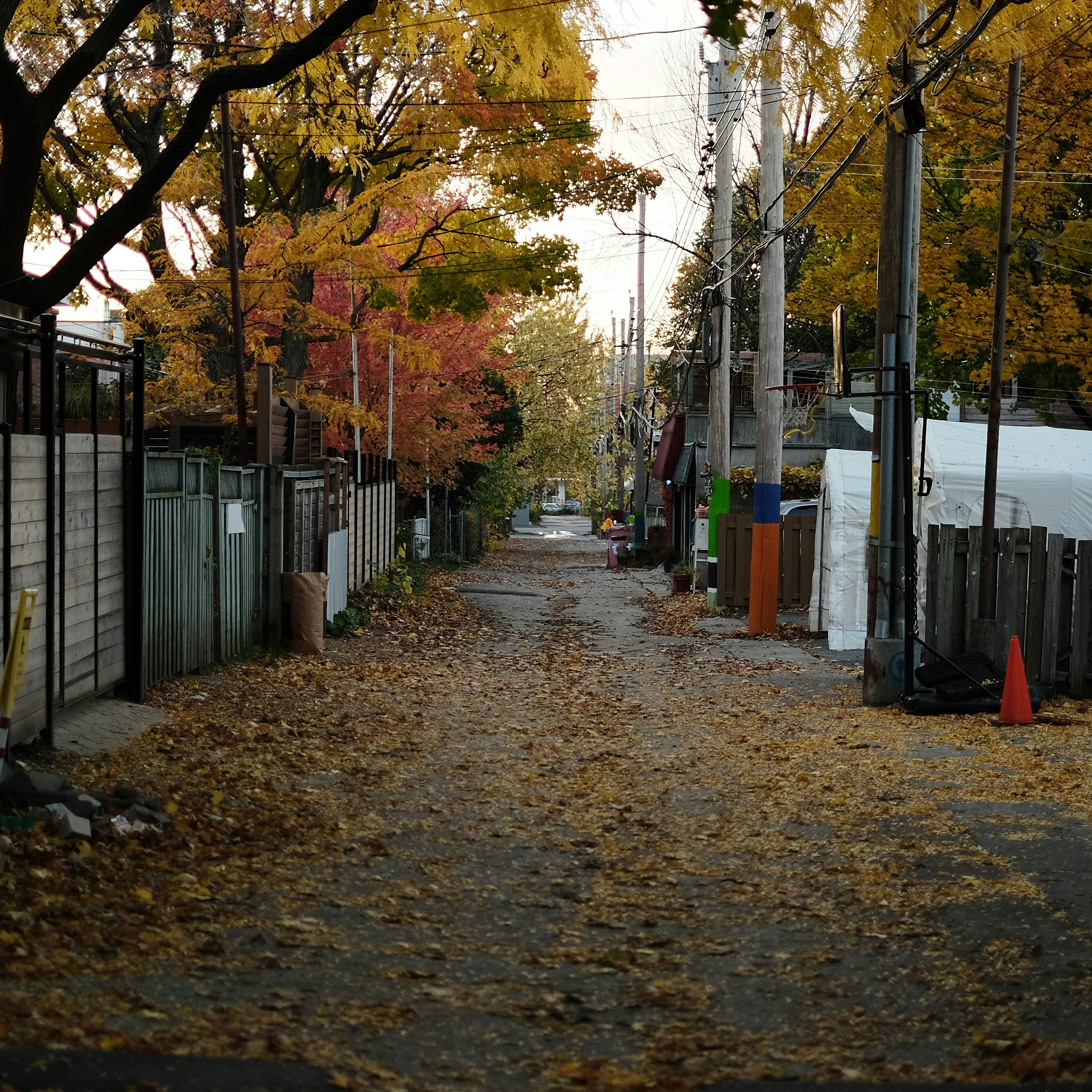 Autumn Alleyway: Amber Canopy and the Distant Vanishing Point