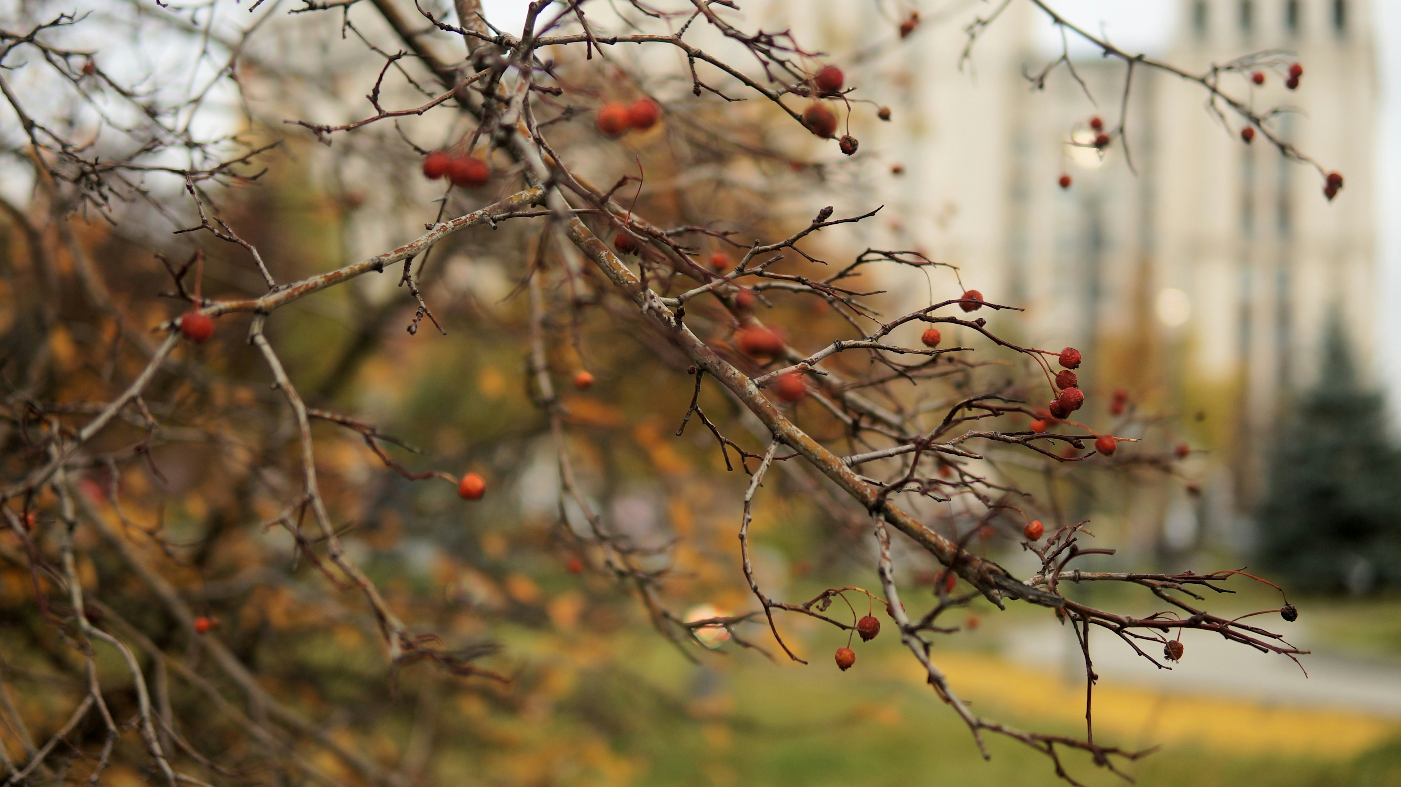Crimson Winterberries Framed by a Quiet City Branch