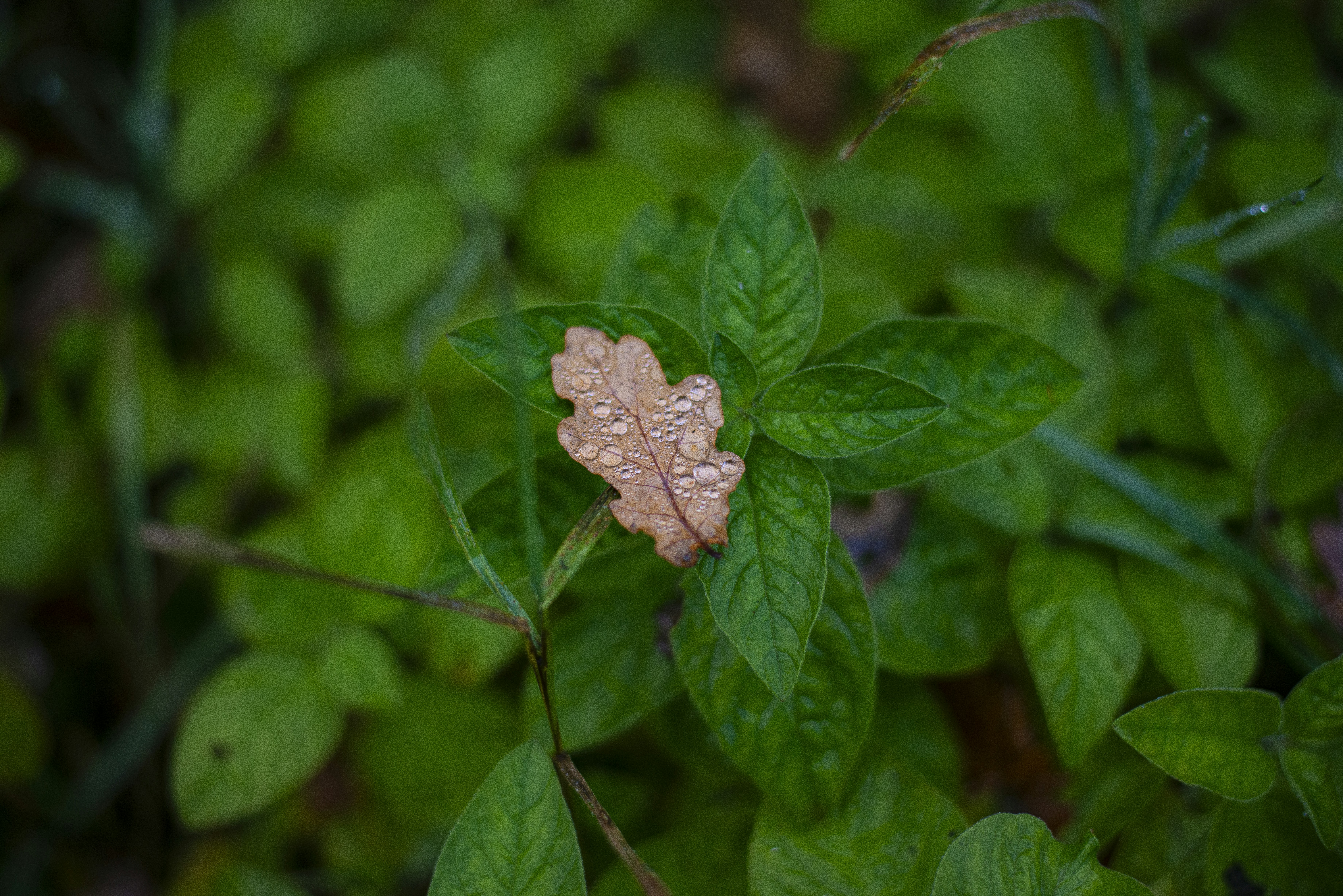 Copper Leaf Among Emerald Veins: A Macro Moment in Green