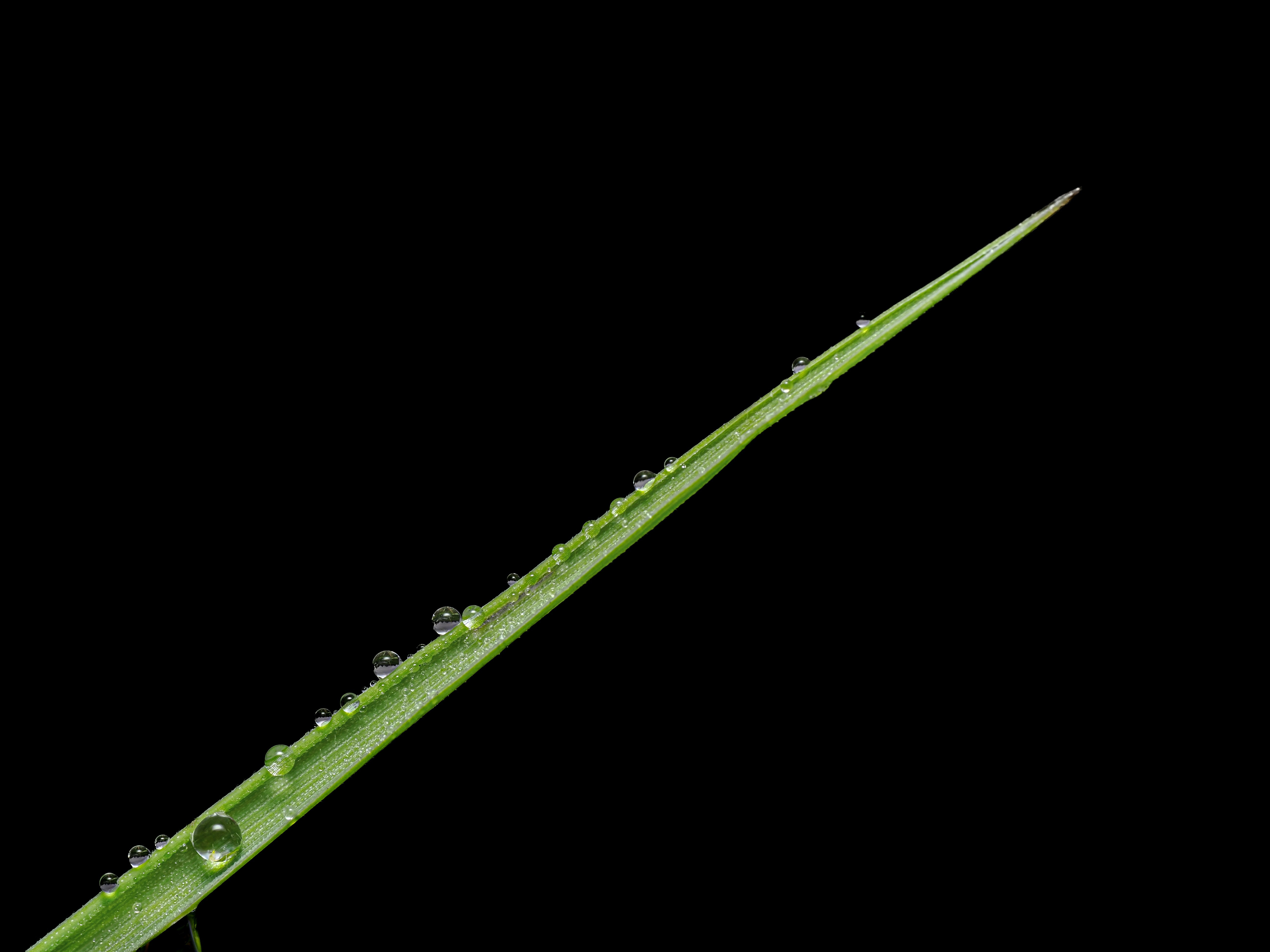 Dew-Glazed Grass Blade: A Minimal Macro Portrait in Velvet Black