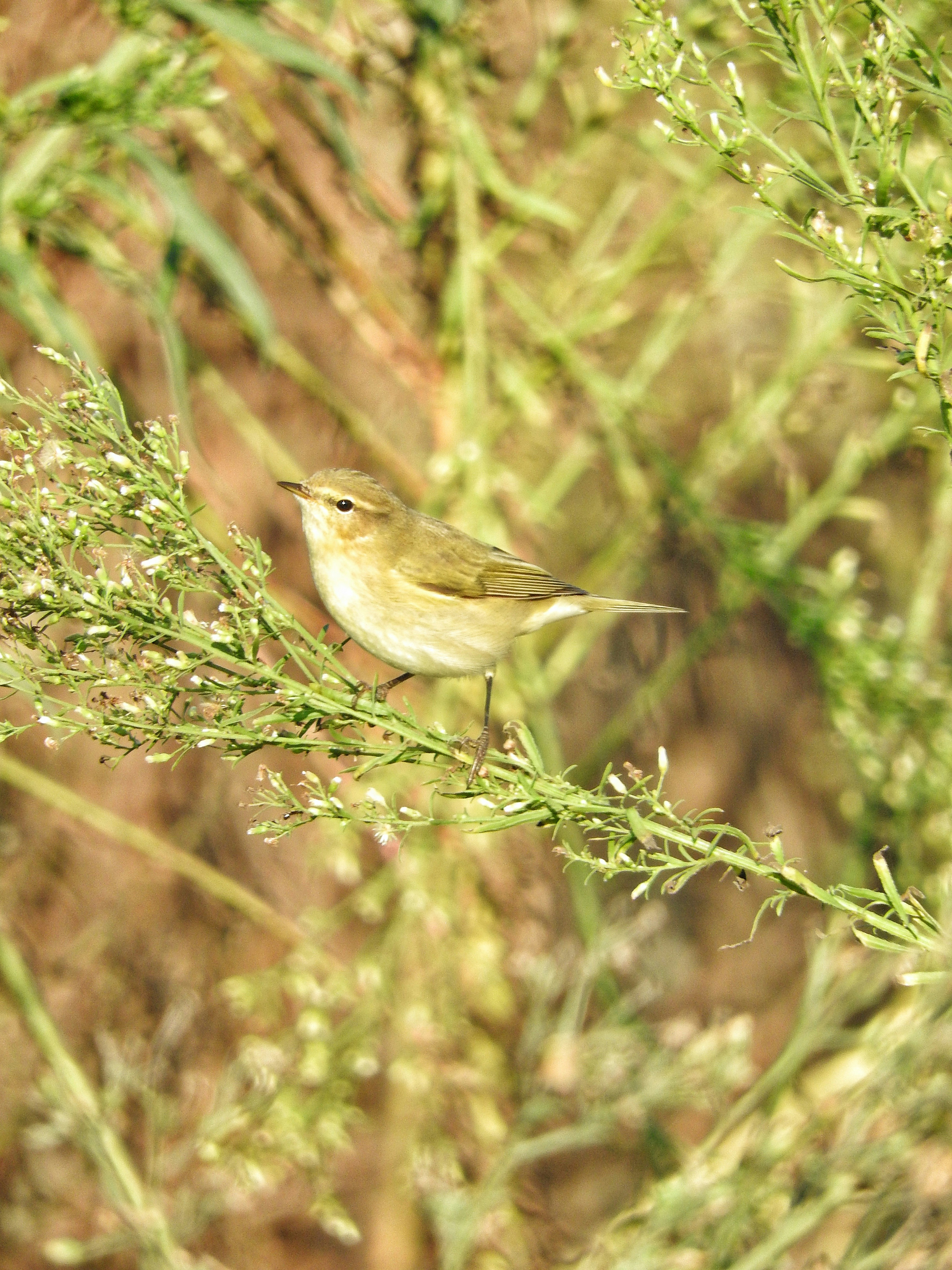 Gold-tinged Warbler Perched on a Tangle of Spring Scrub