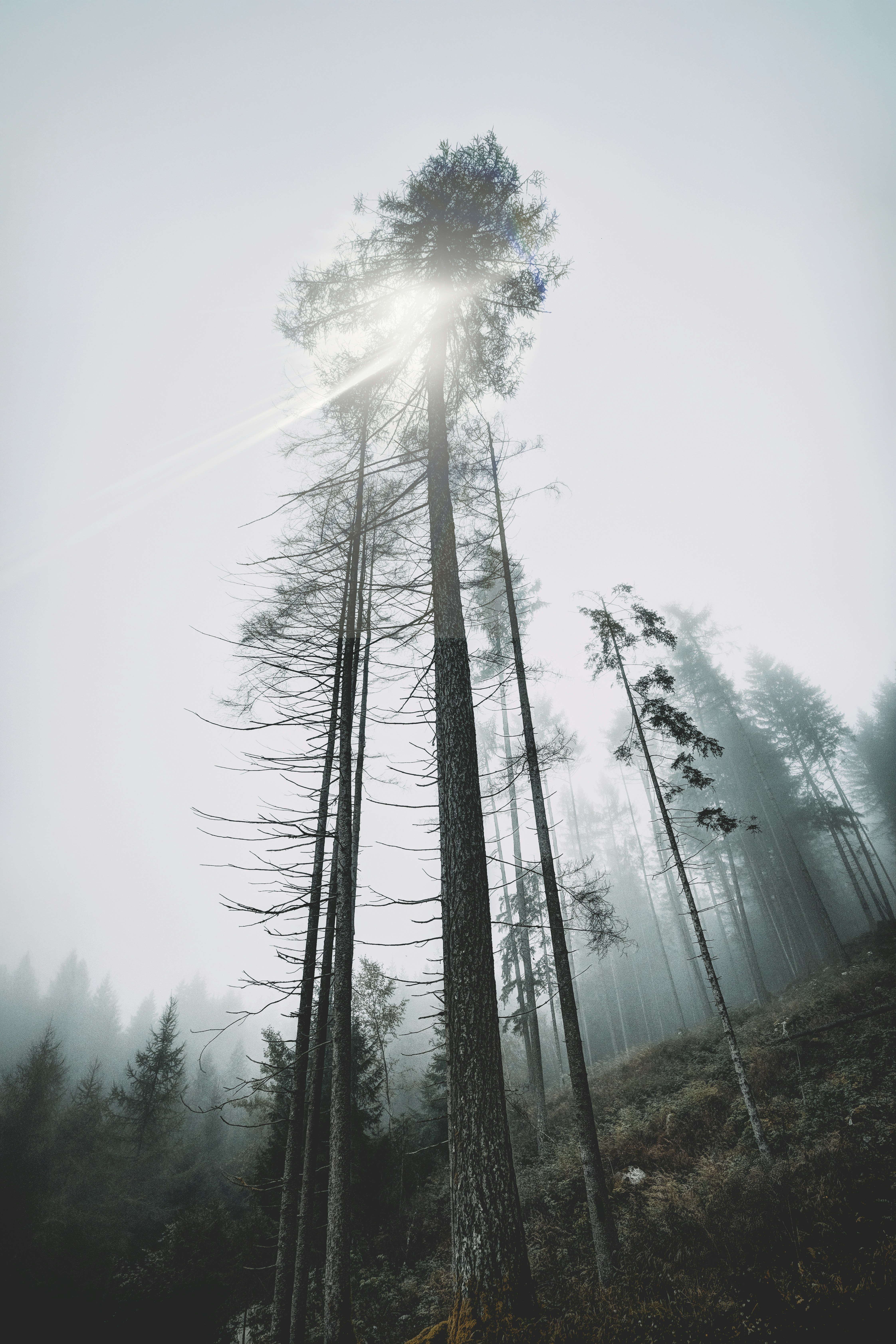 A tall tree in the middle of a forest photo – Free Vegetation Image on ...
