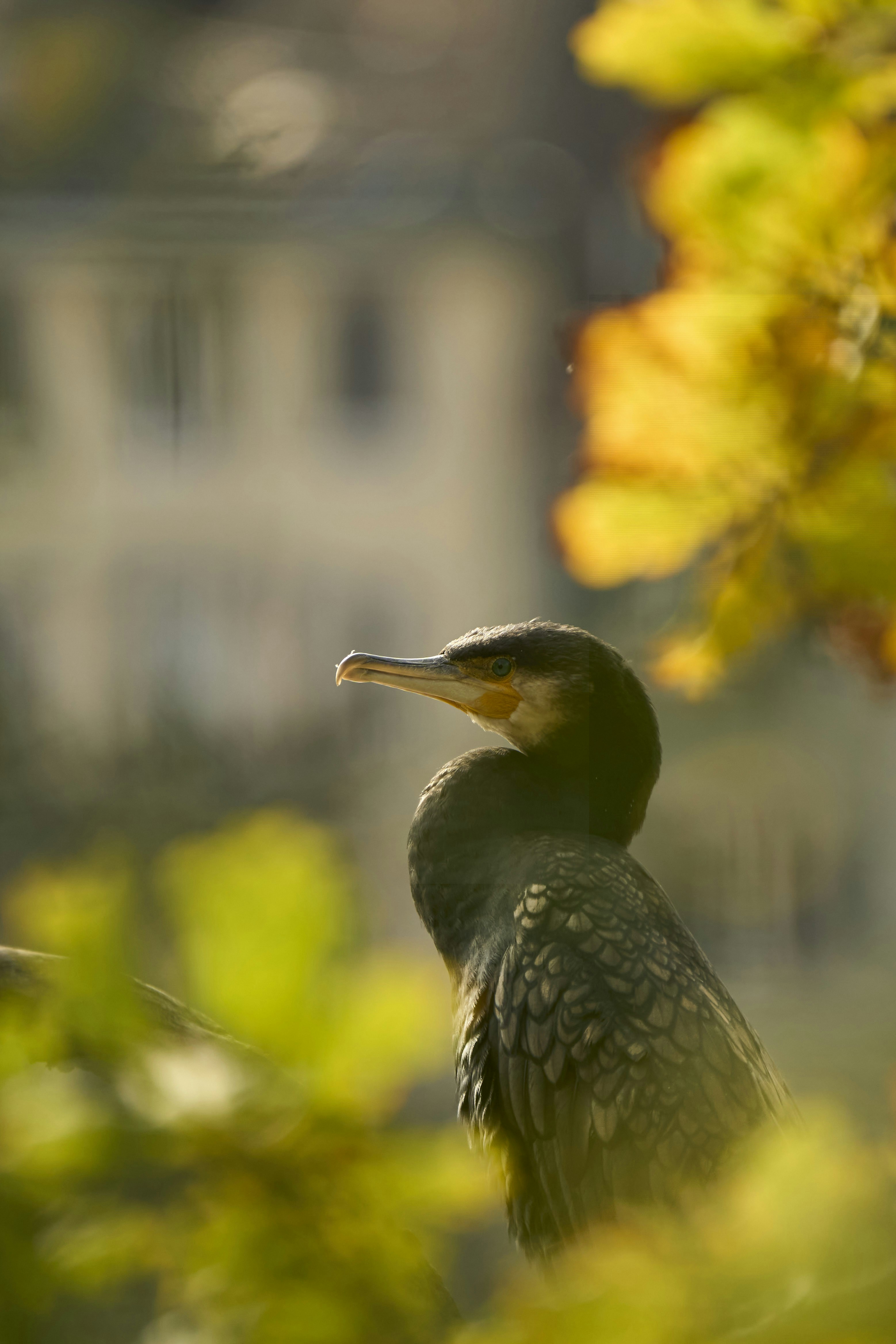 Amber Backlight Cormorant: Quiet Portrait by a Garden Window